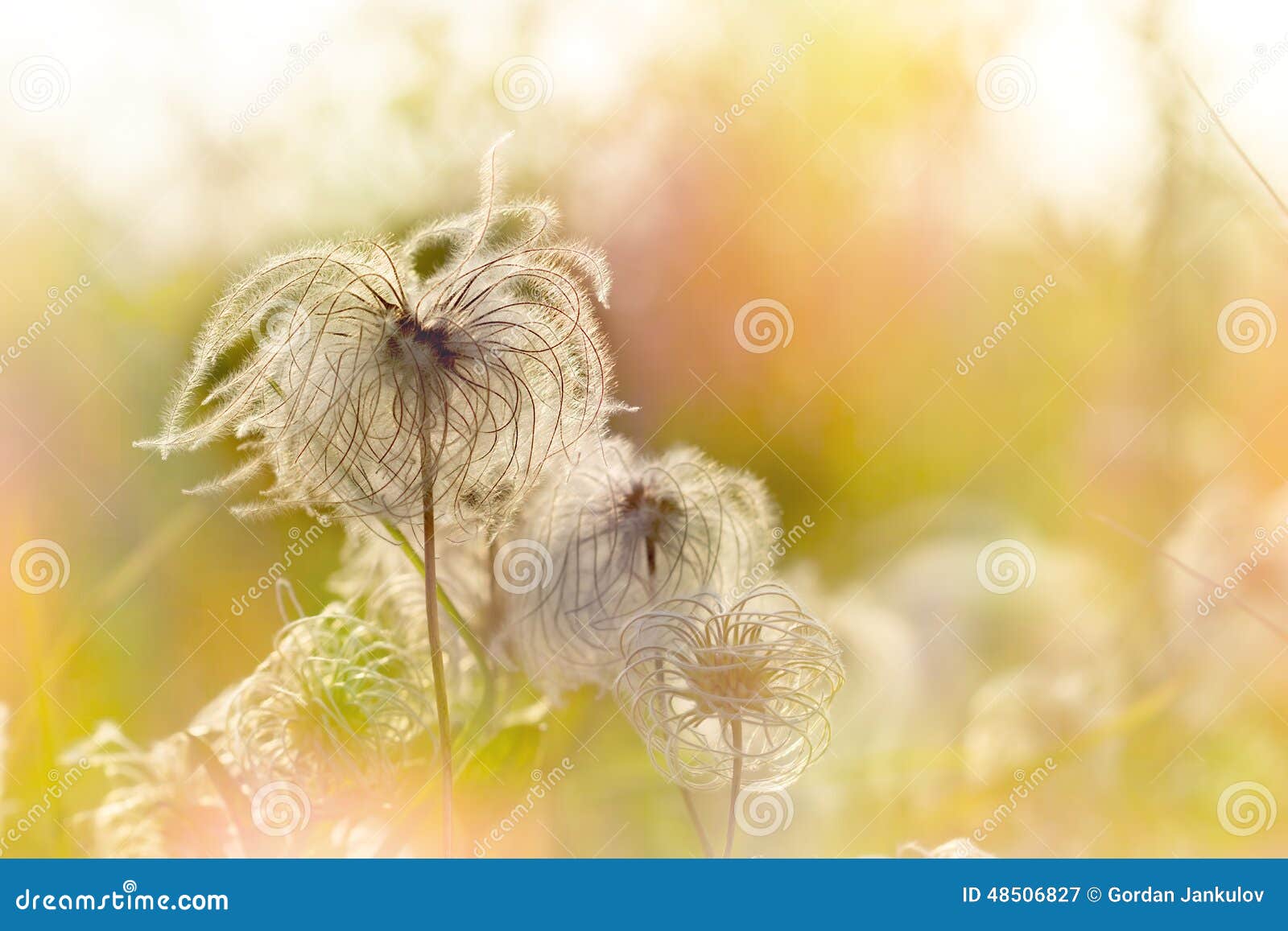 Fluffy Flowers Albizia Julibrissin Stock Image | CartoonDealer.com ...