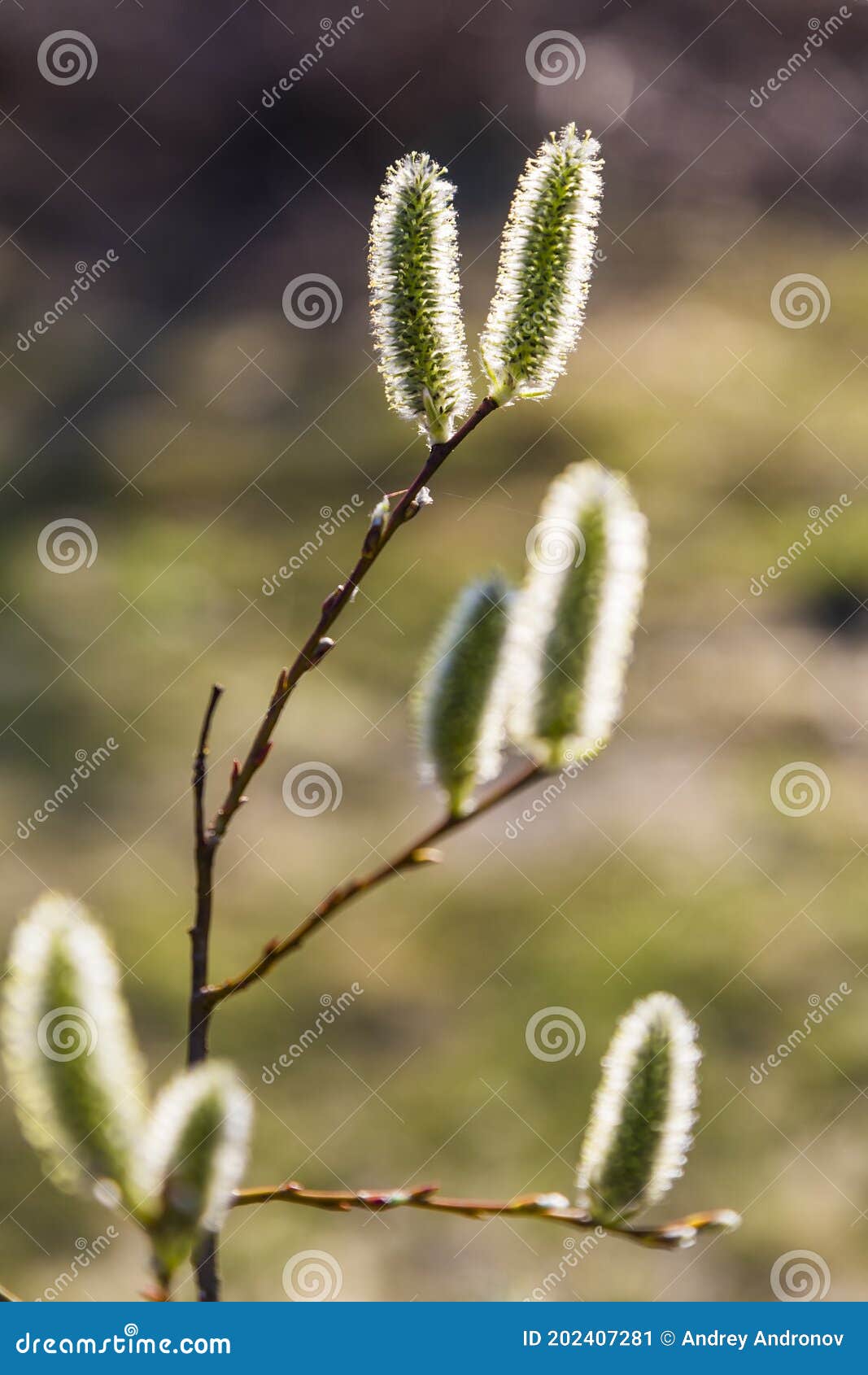 Fluffy Flowers of a Willow in Backlight Stock Image - Image of botany ...