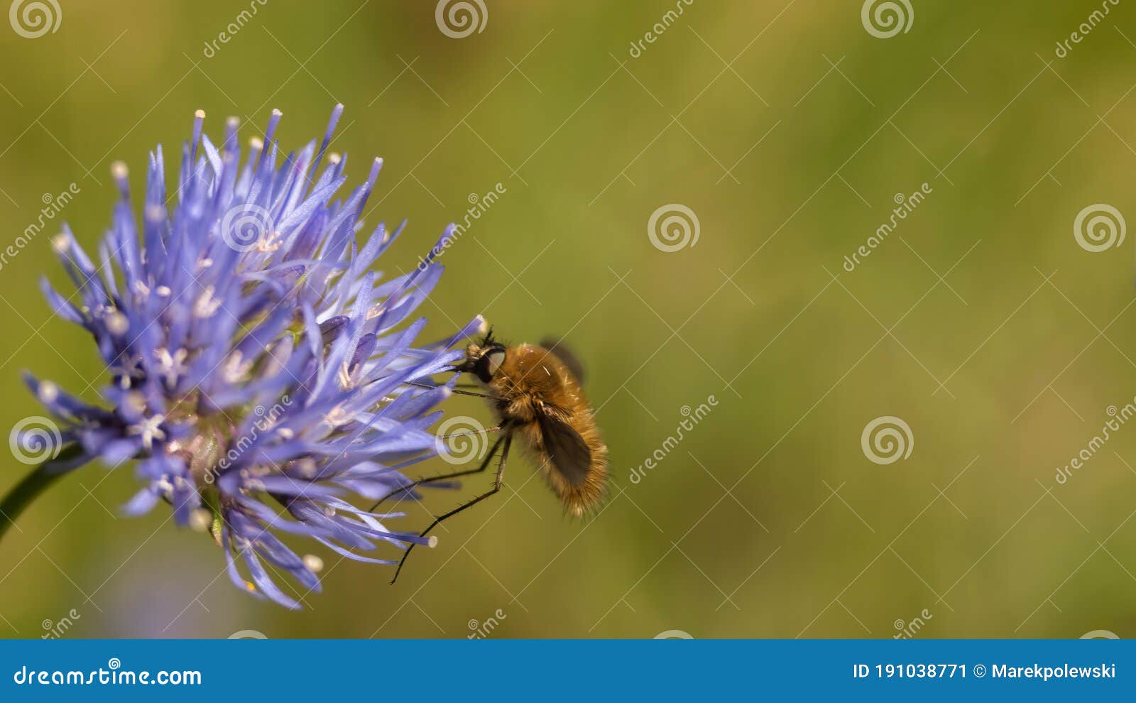 Fluffy Fly Feeding from Blue Flower Stock Image - Image of close, green ...