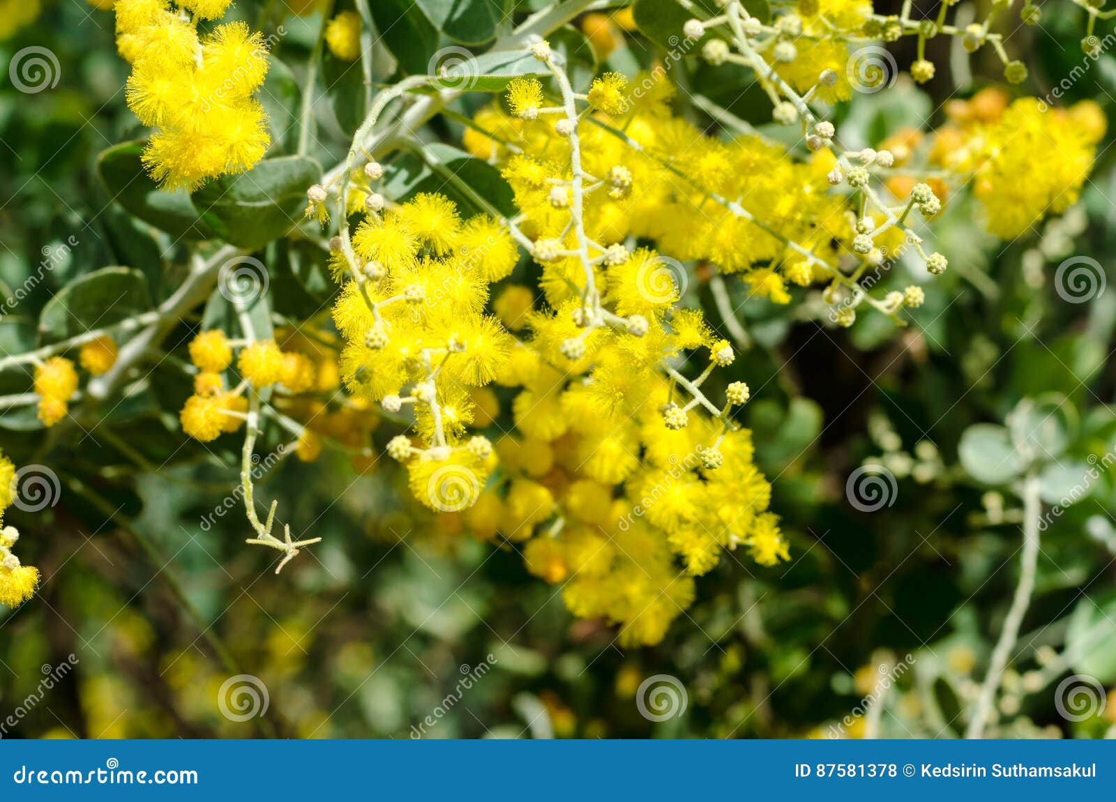 Fluffy fragrant yellow stock photo. Image of mimosa, bright - 87581378
