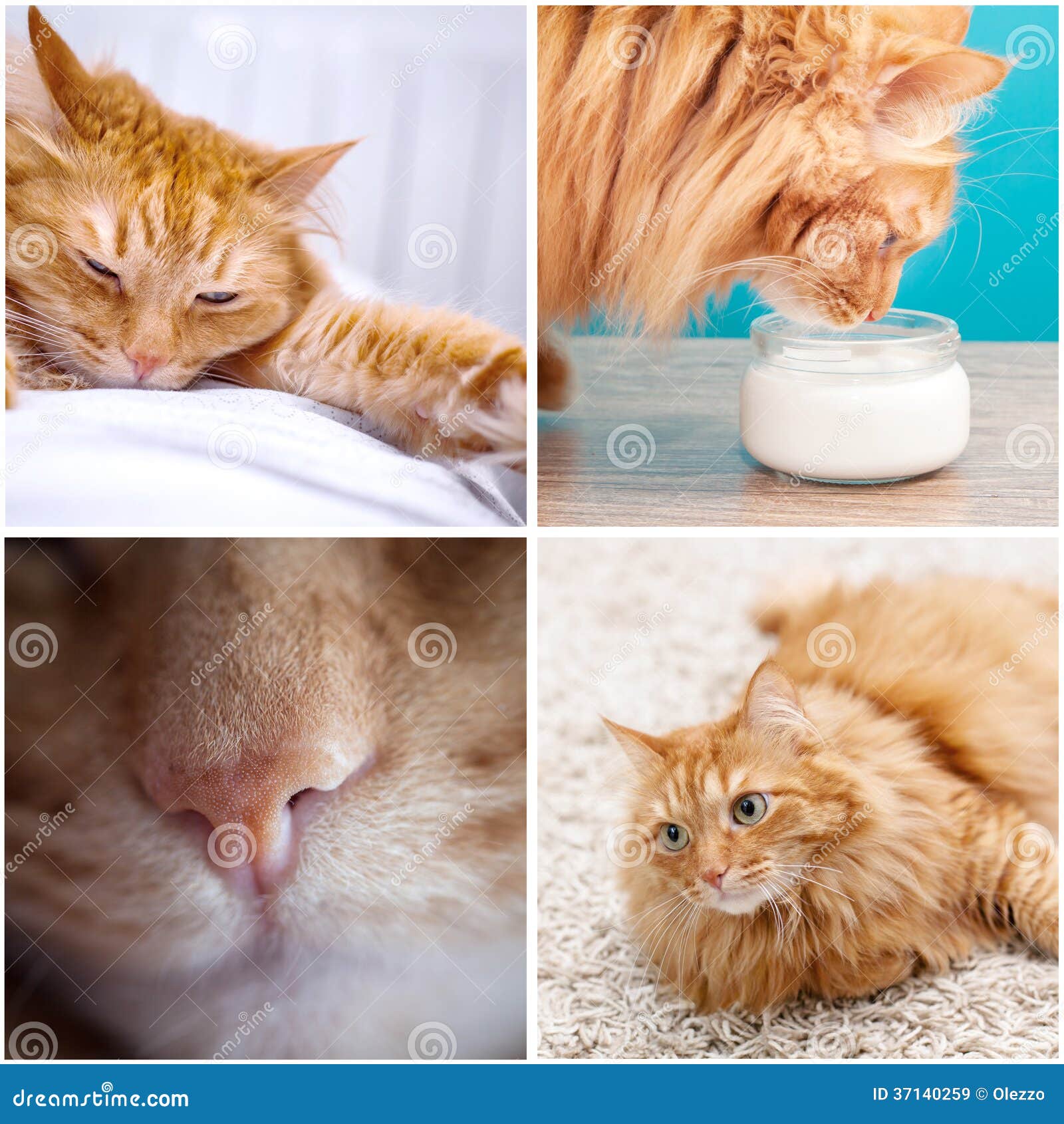 Fluffy funny cat stock image. Image of domestic, fluffy - 37140259