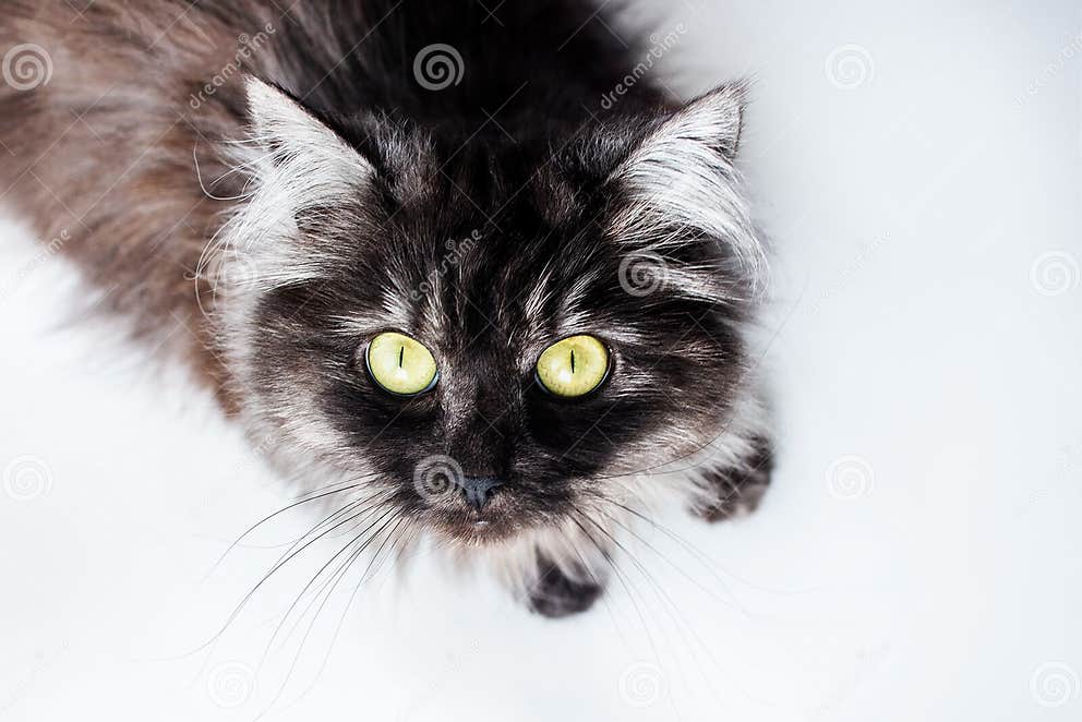Fluffy Funny Cat on a White Background Stock Photo - Image of mustache ...