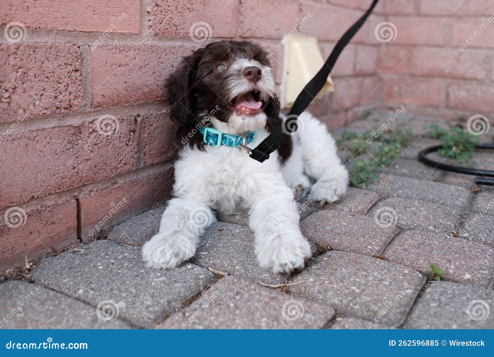 Fluffy Funny Labradoodle Resting in the Yard Stock Image - Image of ...