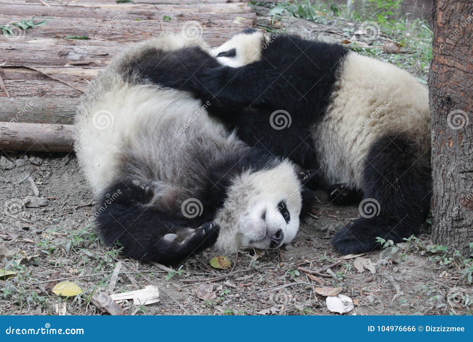 Fluffy Giant Panda in China Stock Photo - Image of oreo, adorable ...