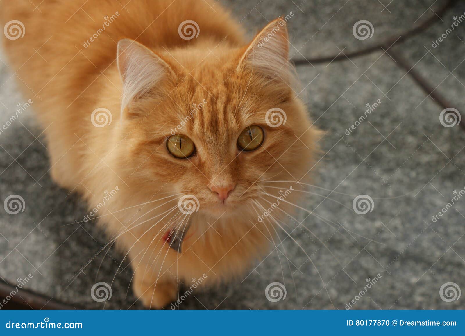 Fluffy Ginger Cat stock photo. Image of pussycat, bigeyes - 80177870