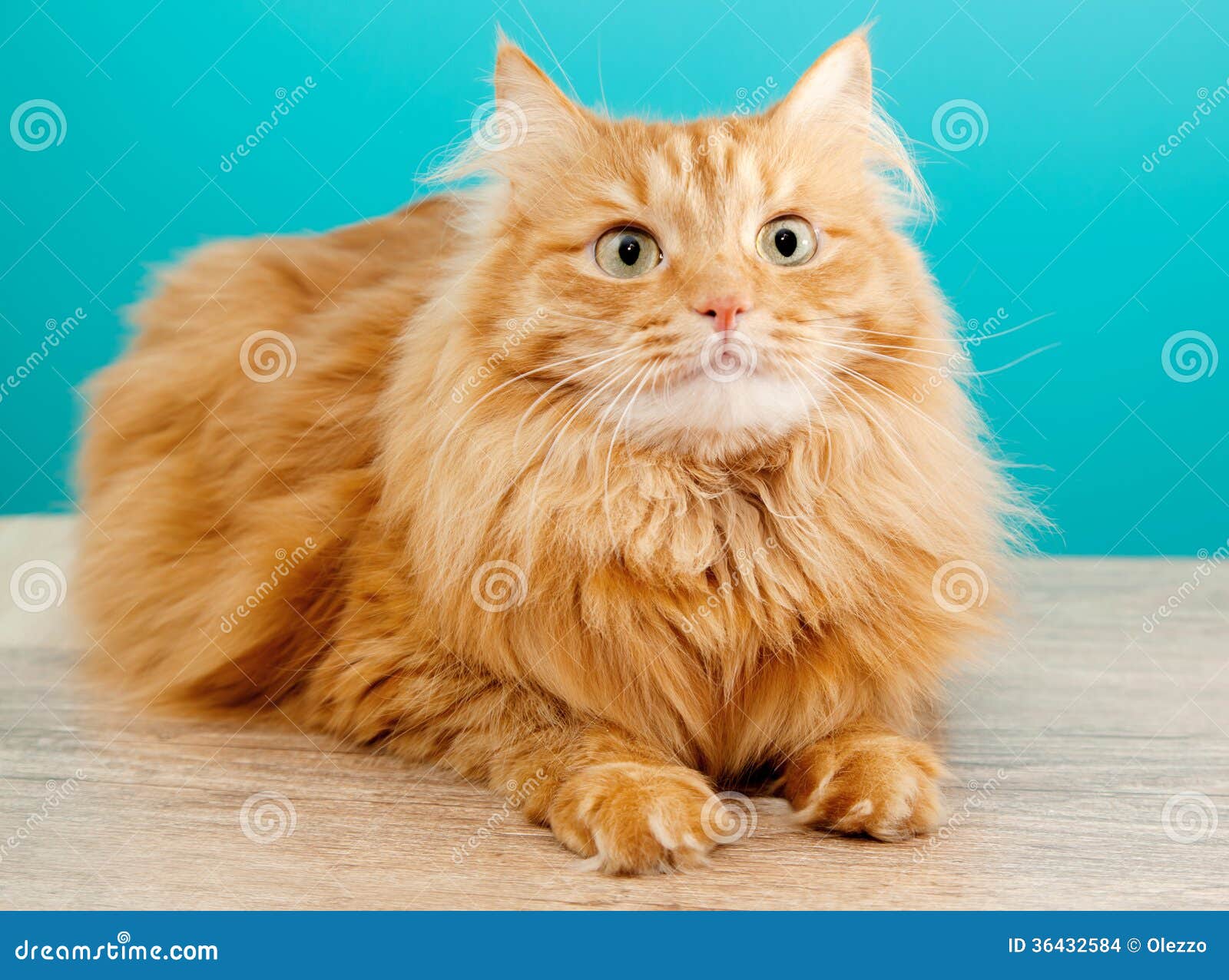 Fluffy Ginger Cat Against Blue Wall Stock Photo - Image of funny ...