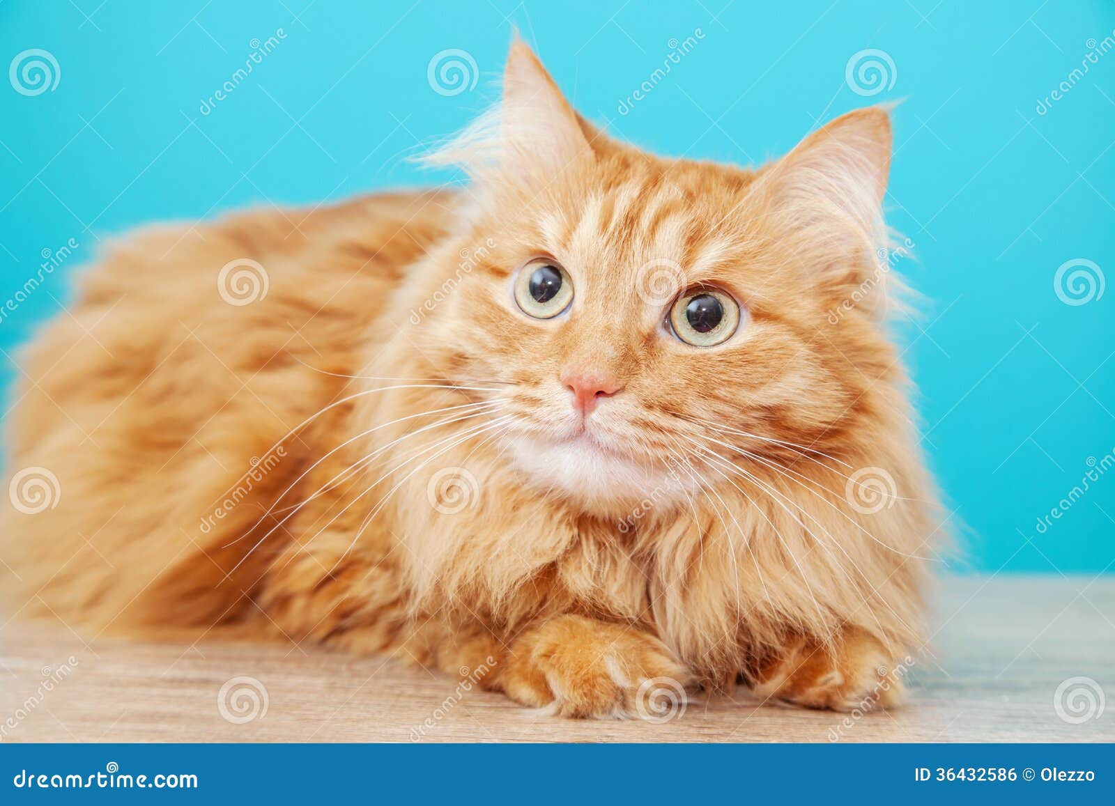Fluffy Ginger Cat Against Blue Wall Stock Photo - Image of looks ...