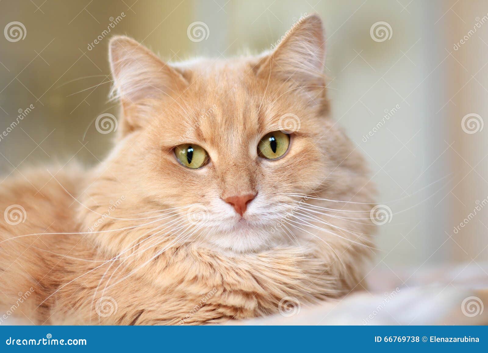 Fluffy ginger cat stock photo. Image of domestic, whiskers - 66769738