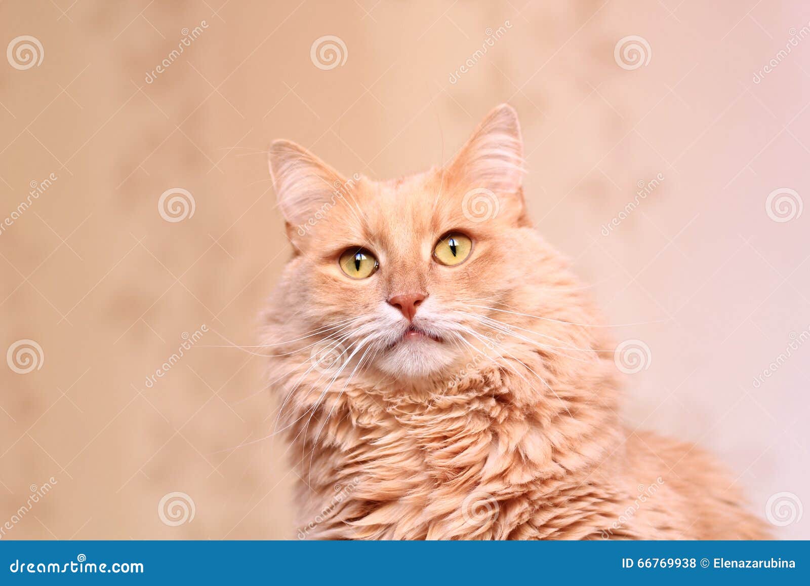 Fluffy ginger cat stock photo. Image of honey, fluffy - 66769938