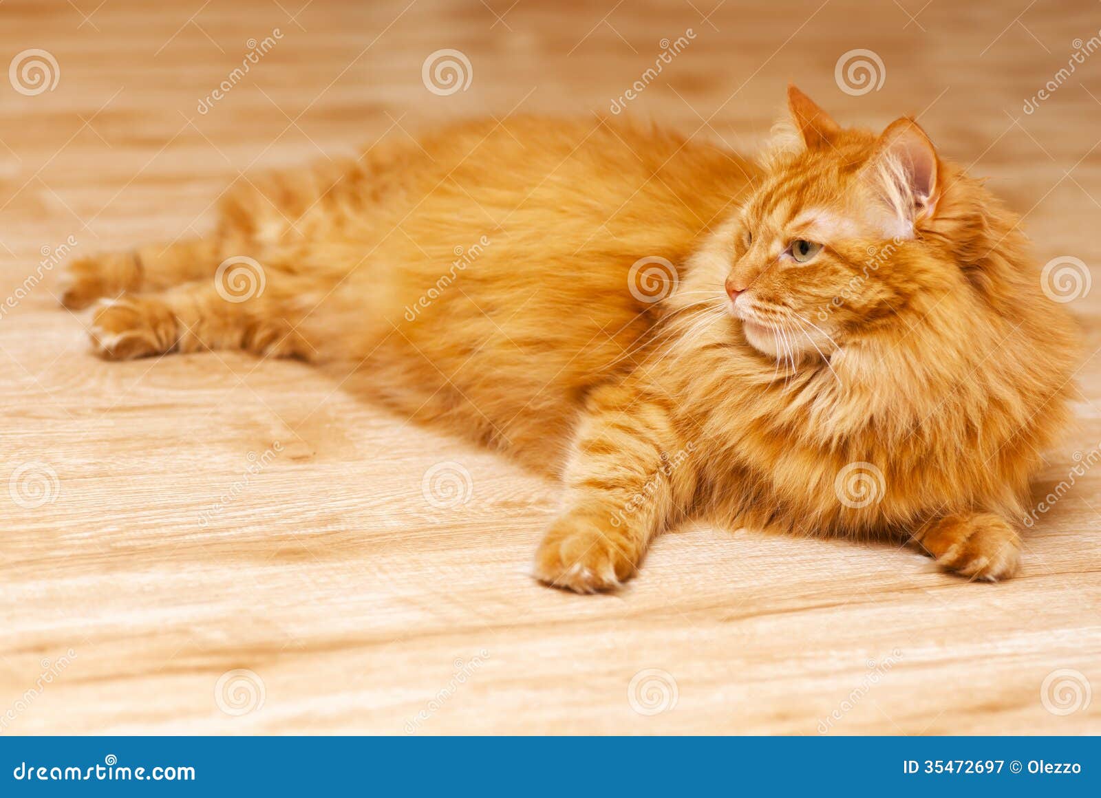 Fluffy ginger cat stock image. Image of animals, orange - 35472697