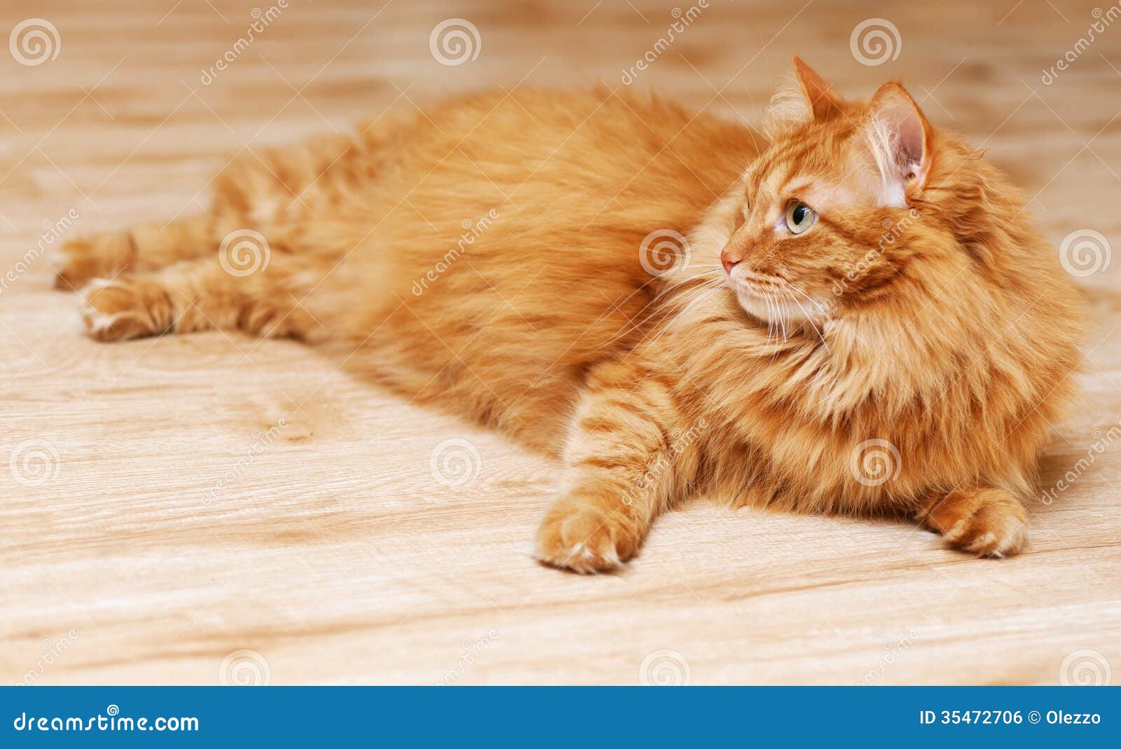 Fluffy ginger cat stock photo. Image of relaxation, resting - 35472706