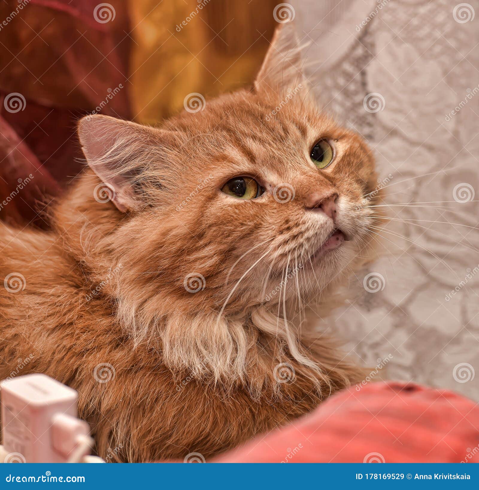 Fluffy ginger cat portrait stock image. Image of animal - 178169529