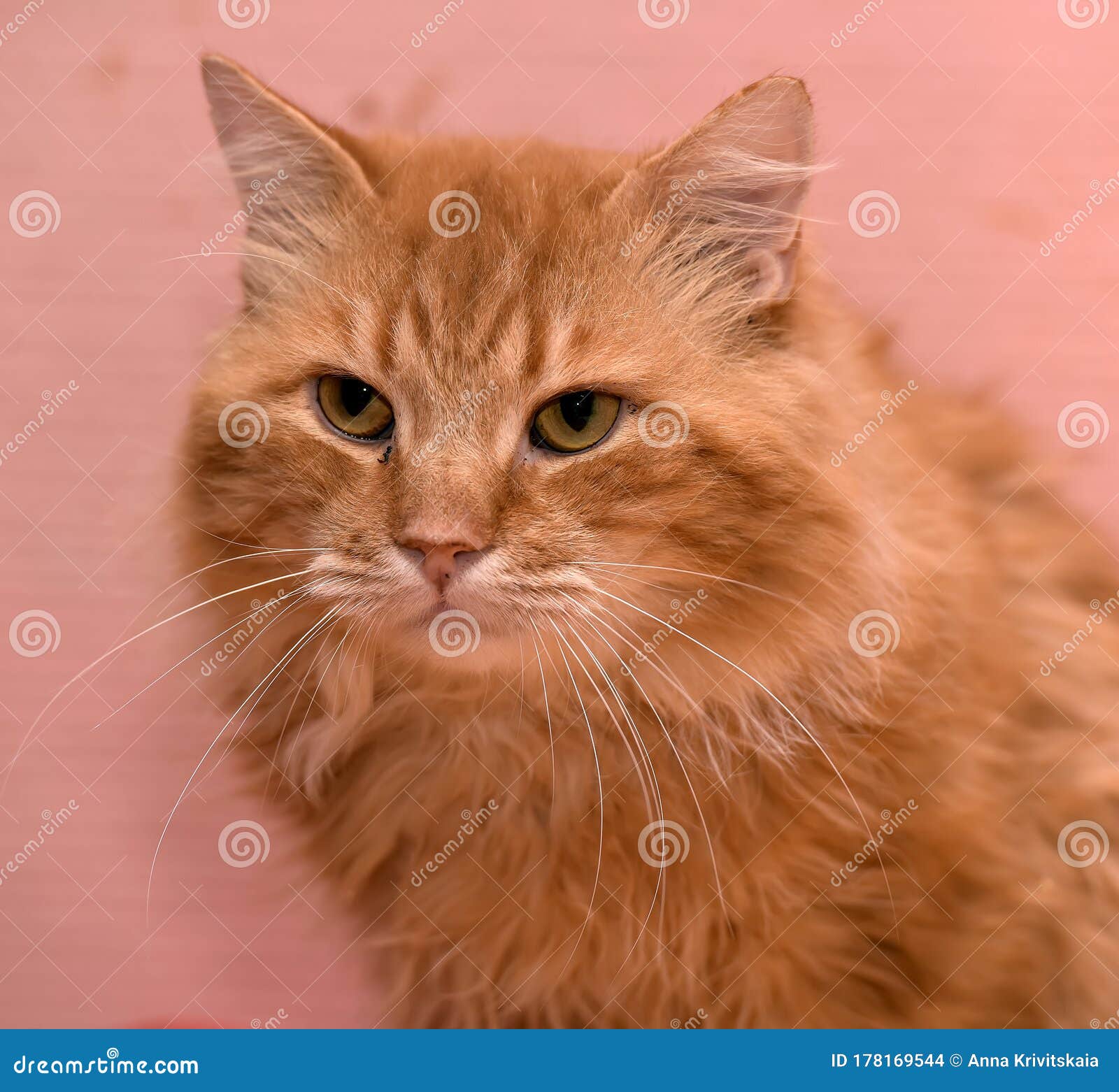 Fluffy ginger cat portrait stock photo. Image of nose - 178169544