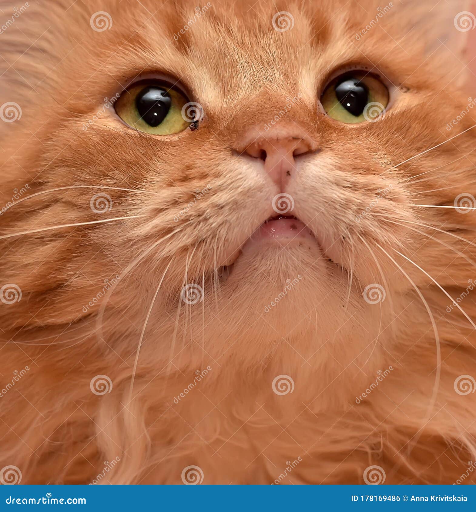 Fluffy ginger cat portrait stock photo. Image of head - 178169486