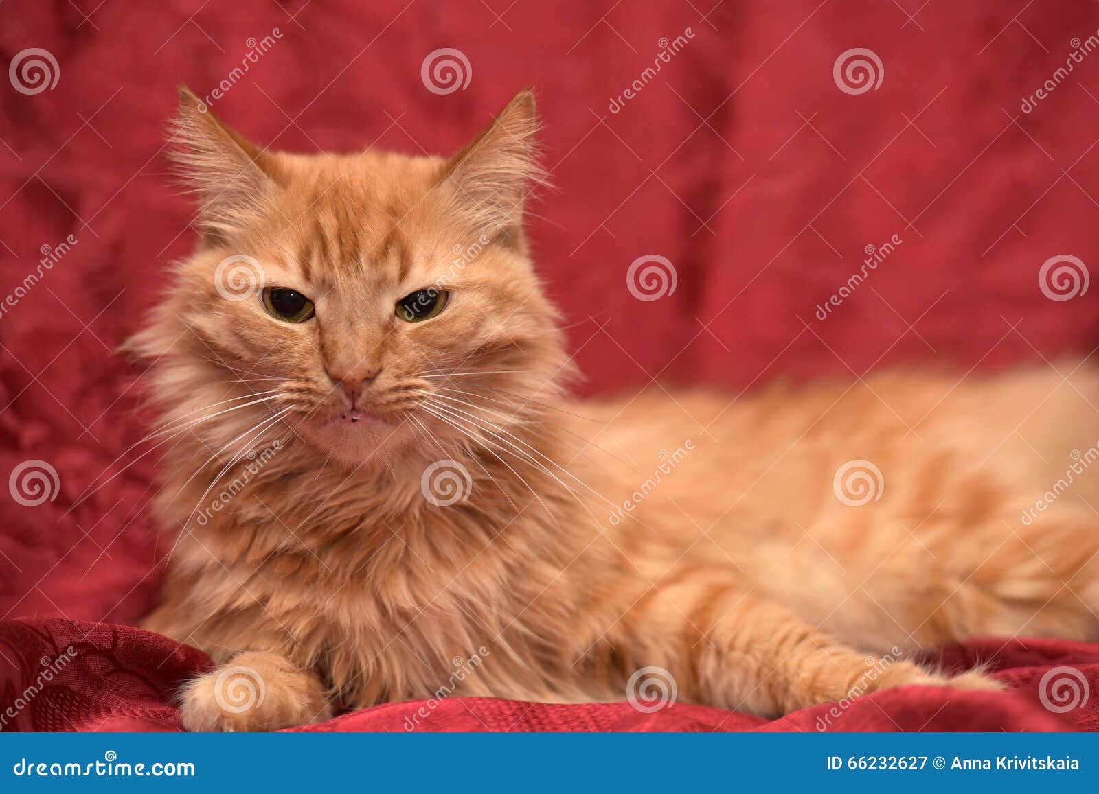Fluffy ginger cat stock image. Image of closeup, looking - 66232627