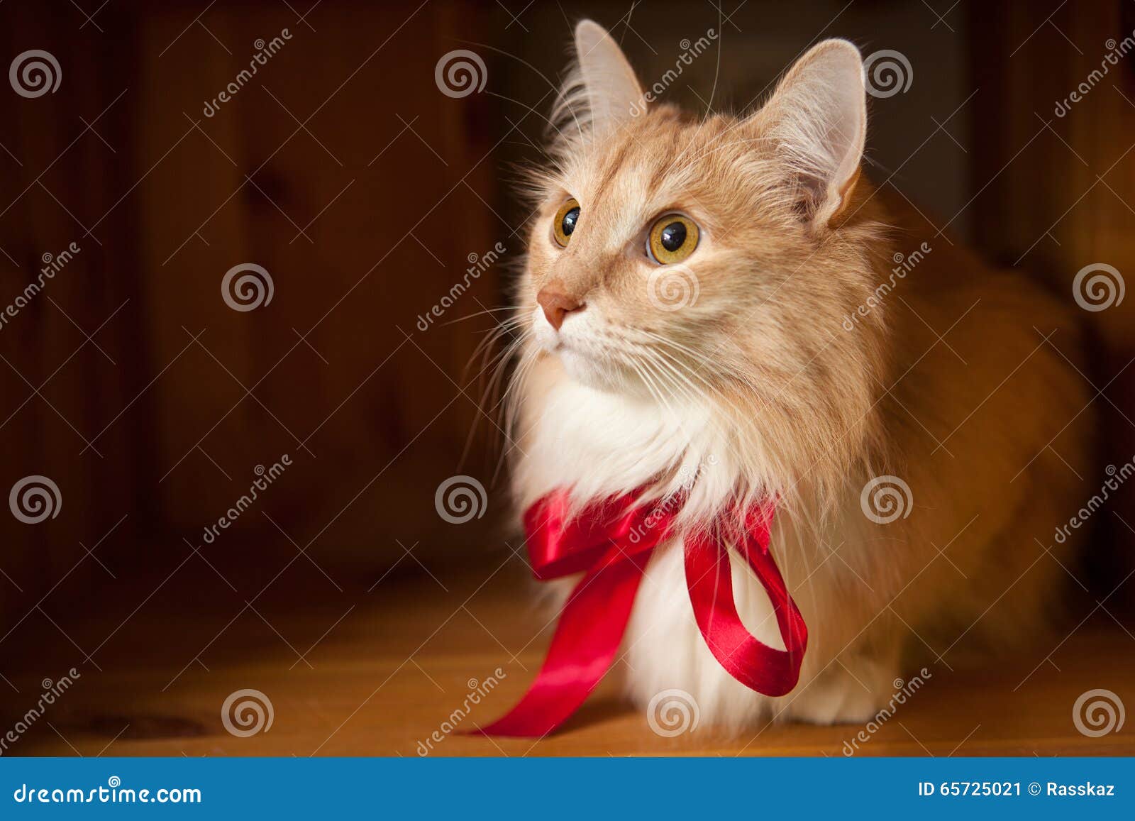 Fluffy Ginger Cat with a Red Ribbon Stock Image - Image of isolated ...