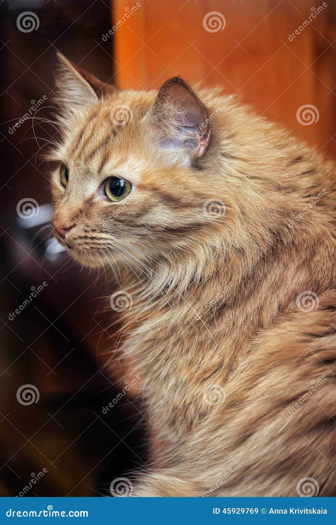 Fluffy ginger cat stock image. Image of large, animal - 45929769