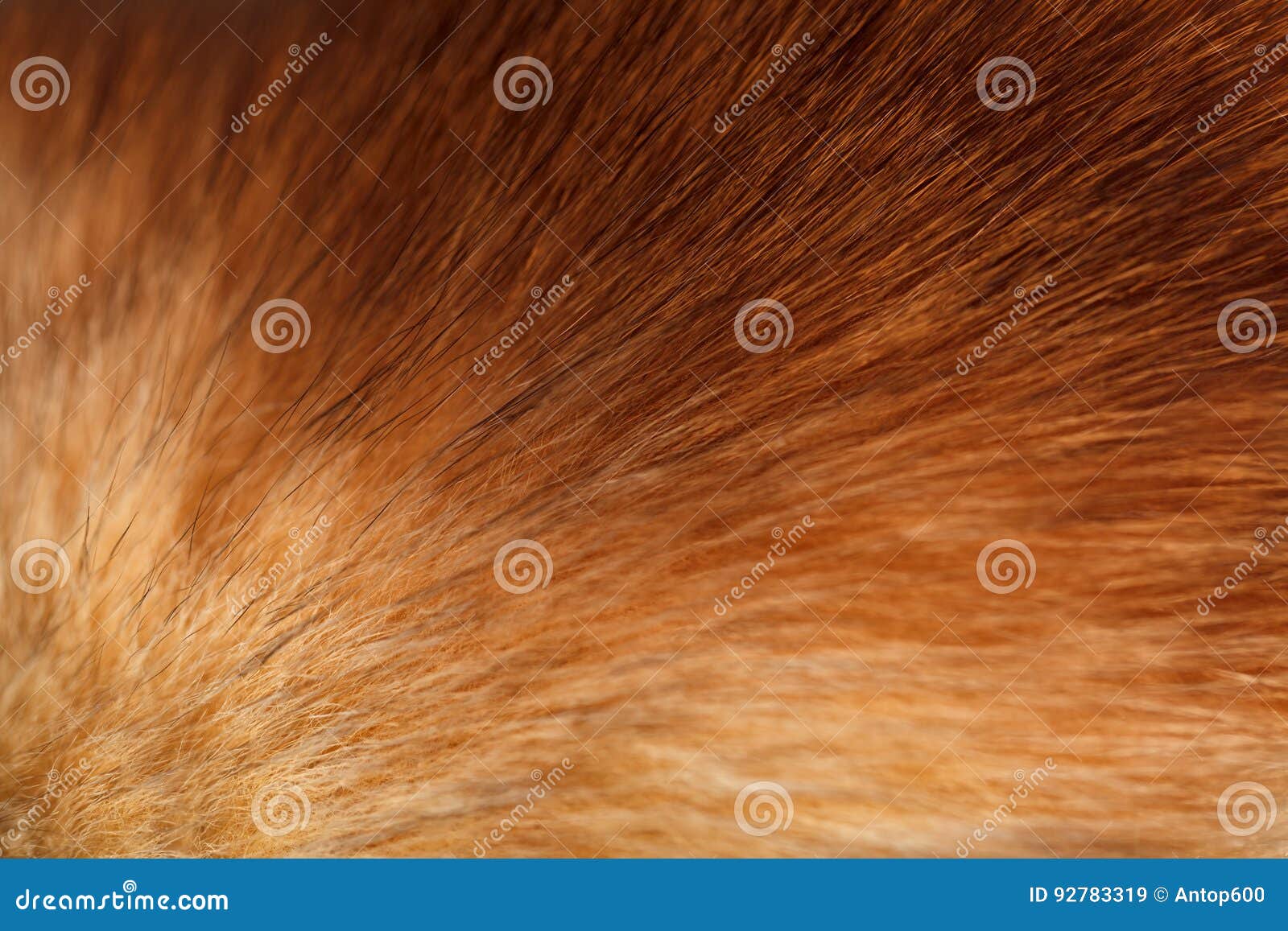 Fluffy Ginger Fur Texture or Background, Selective Focus Stock Image ...