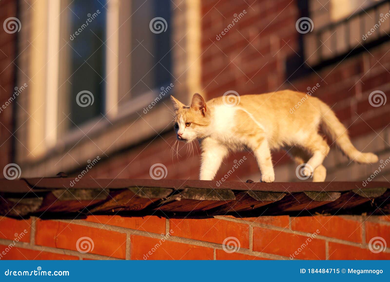 Fluffy Ginger White Cat Walk on the Roof Stock Image - Image of face ... Fluffy Ginger White Cat Walk on the Roof Stock Image - Image of face ...