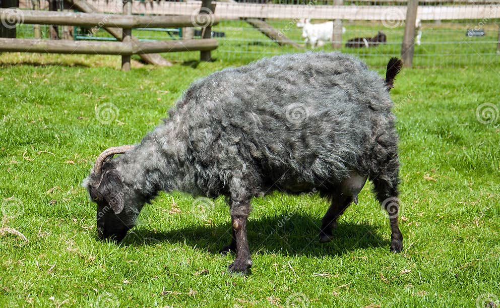 Fluffy Goat. stock photo. Image of england, outdoors - 71687686