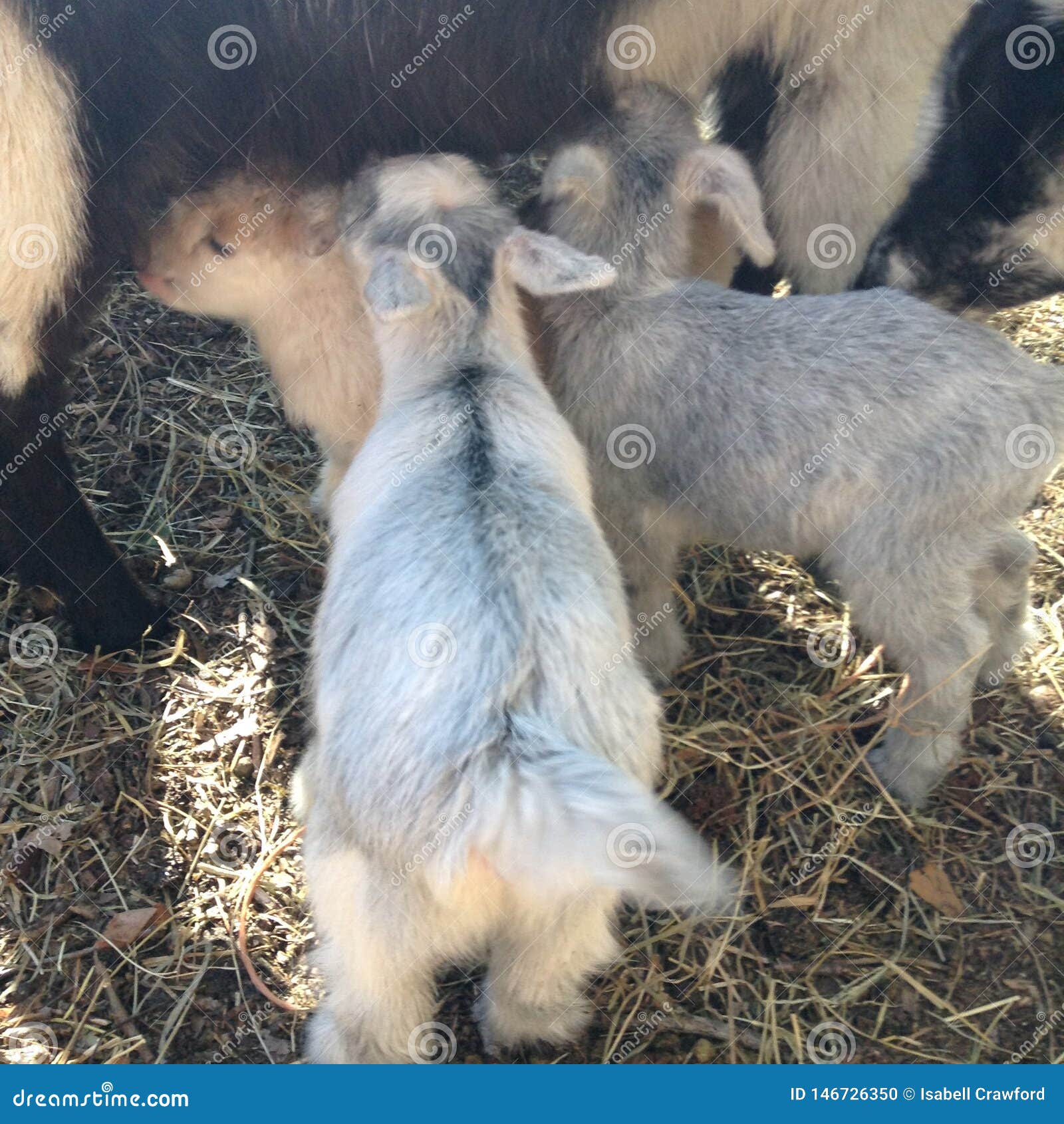 Goat stock photo. Image of fluffy, goat, babies, milk - 146726350