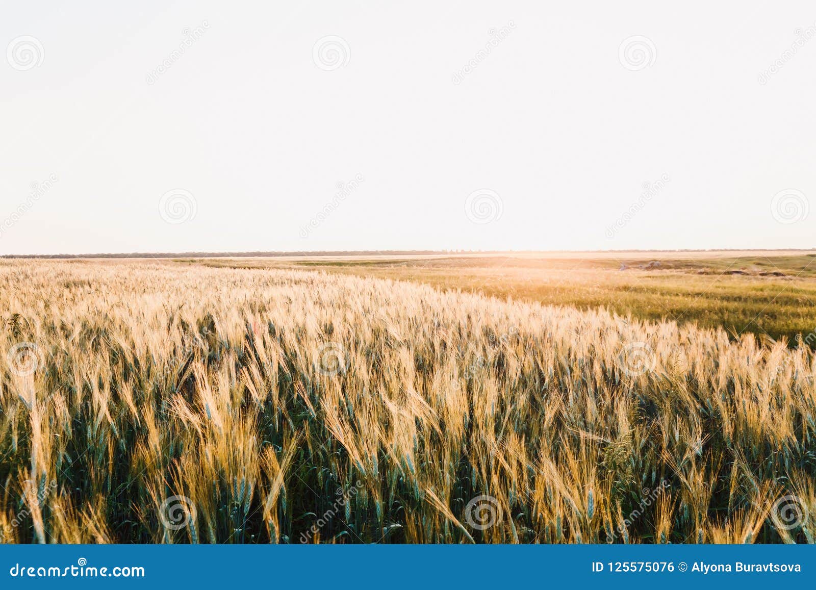 Fluffy Golden Ears of Wheat Stock Photo - Image of food, agriculture ...