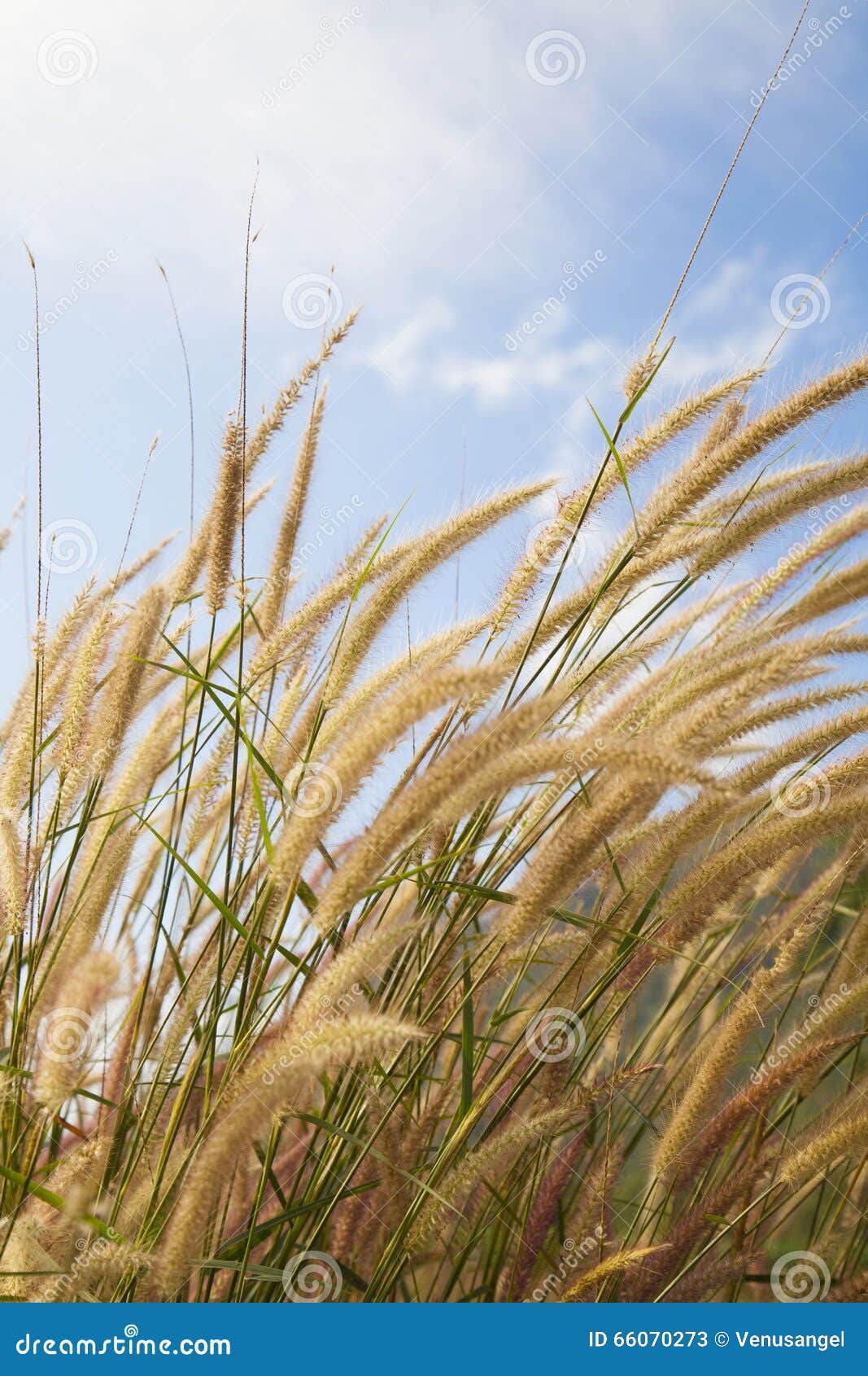 Fluffy grass stock image. Image of beautiful, field, agricultural ...
