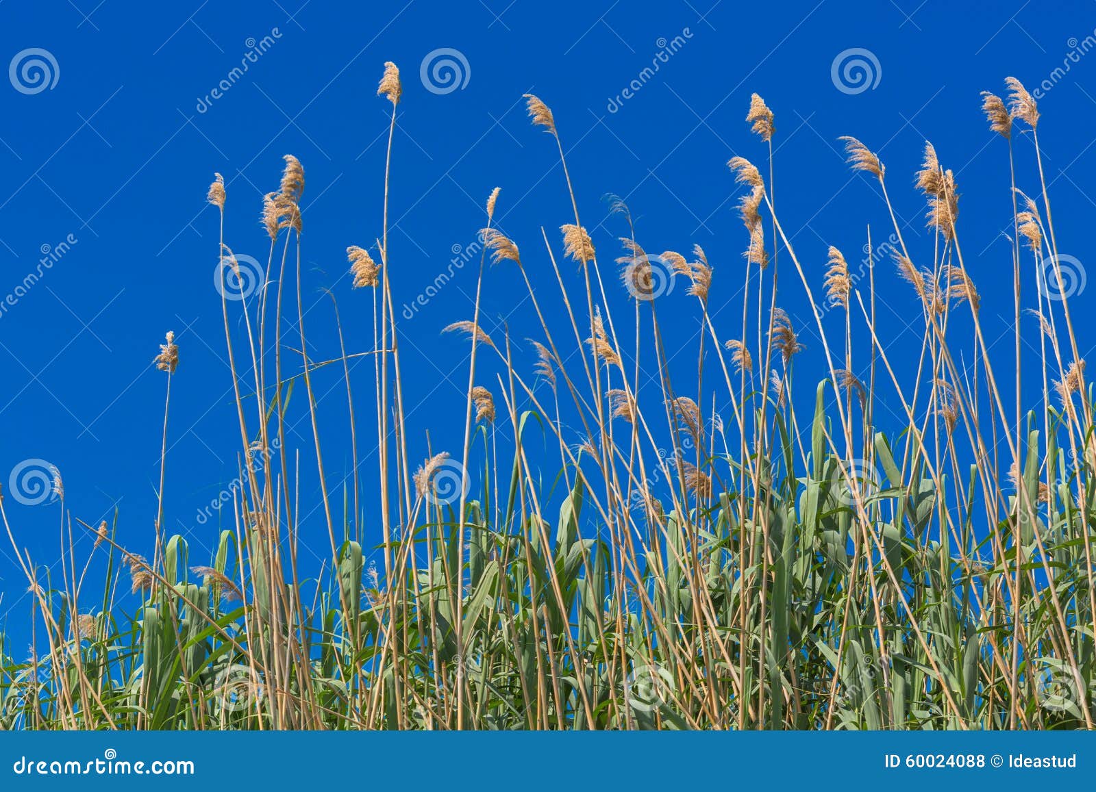Fluffy grass stock photo. Image of closeup, flora, beautiful - 60024088