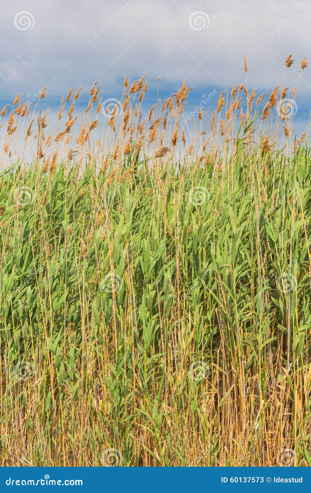 Fluffy grass stock image. Image of stem, vertical, macro - 60137573
