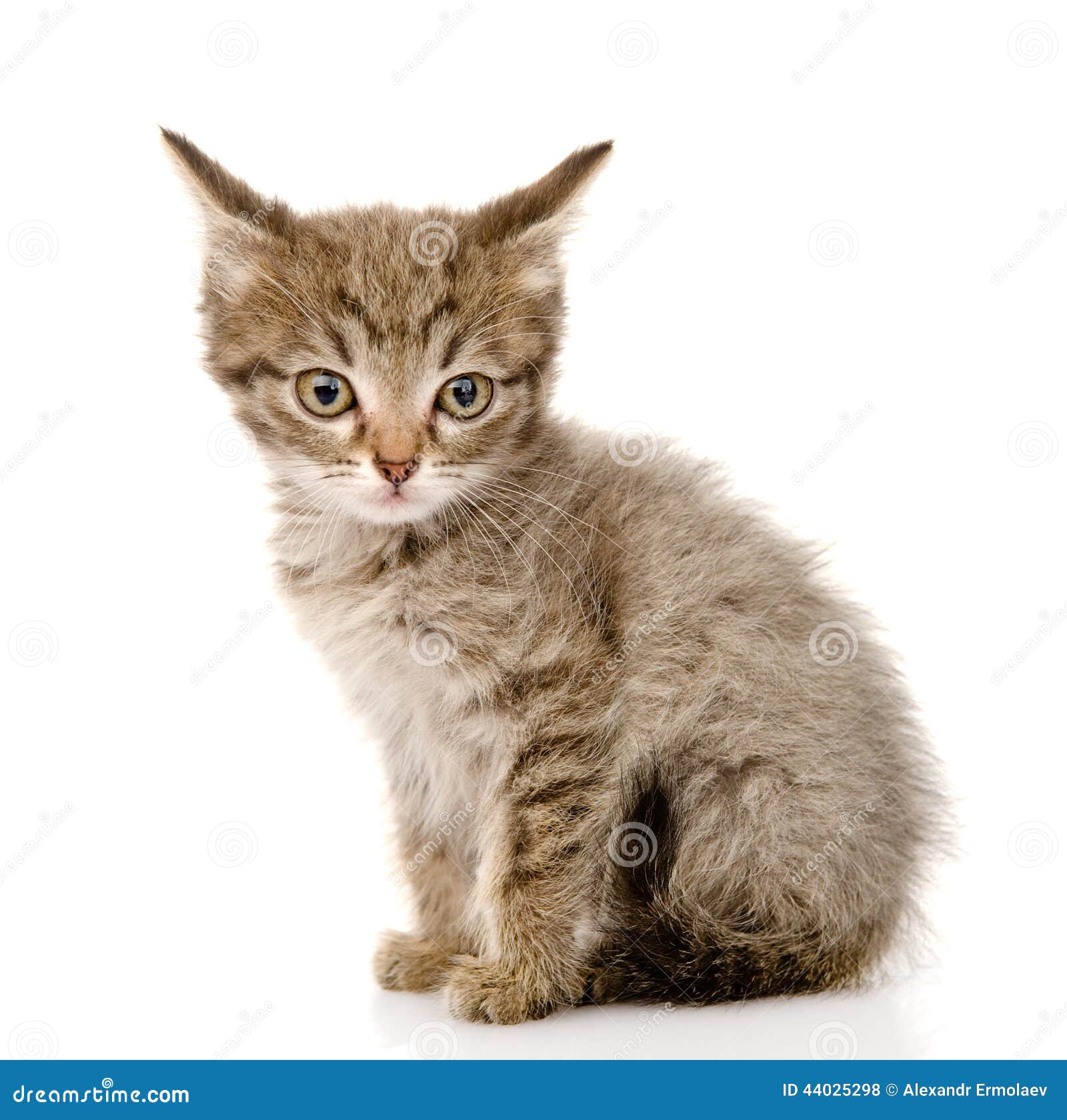 Cat Fluffy Gray Sits On Fence And Is Washing His Paw. Frosty Morning ...