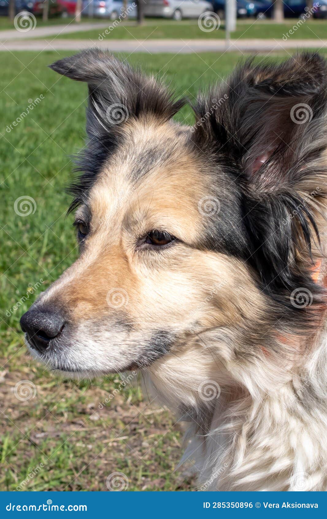 Fluffy Gray Dog Standing on the Sidewalk Stock Photo - Image of outside ...