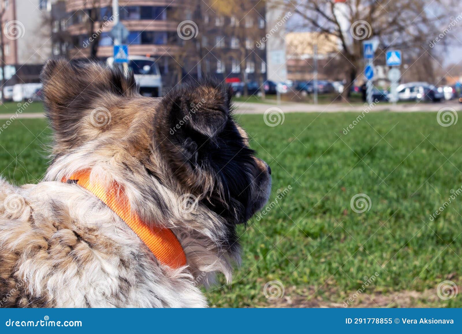 Fluffy Gray Dog Standing on the Sidewalk Stock Image - Image of ...