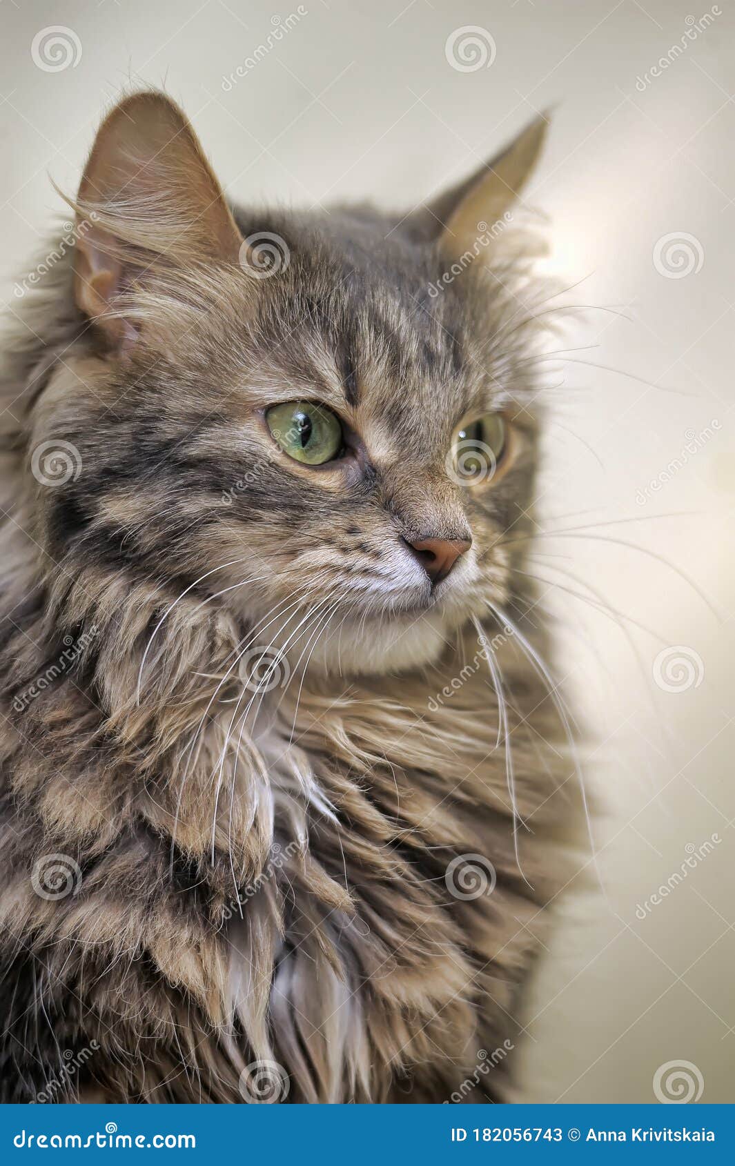 Fluffy Gray Norwegian Forest Cat Stock Image - Image of lovely, gray ...