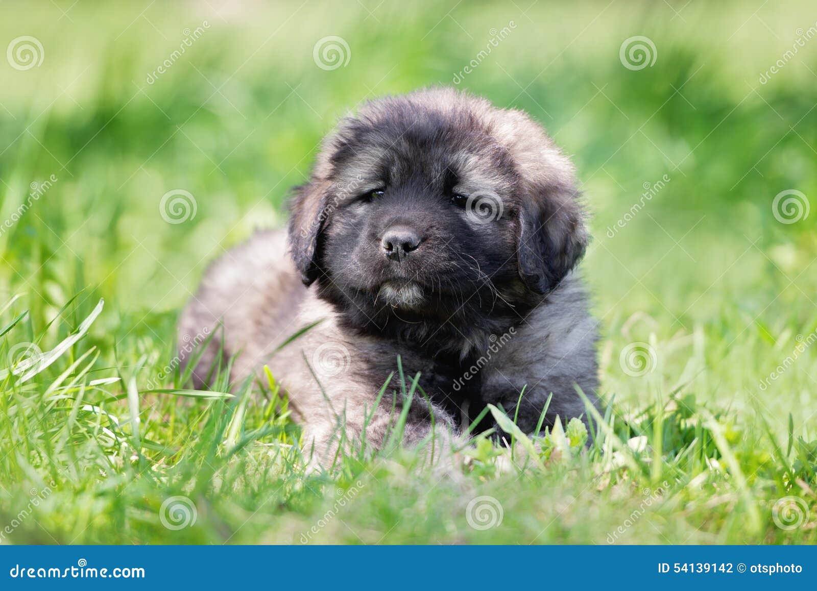 Fluffy gray puppy outdoors stock photo. Image of gray - 54139142