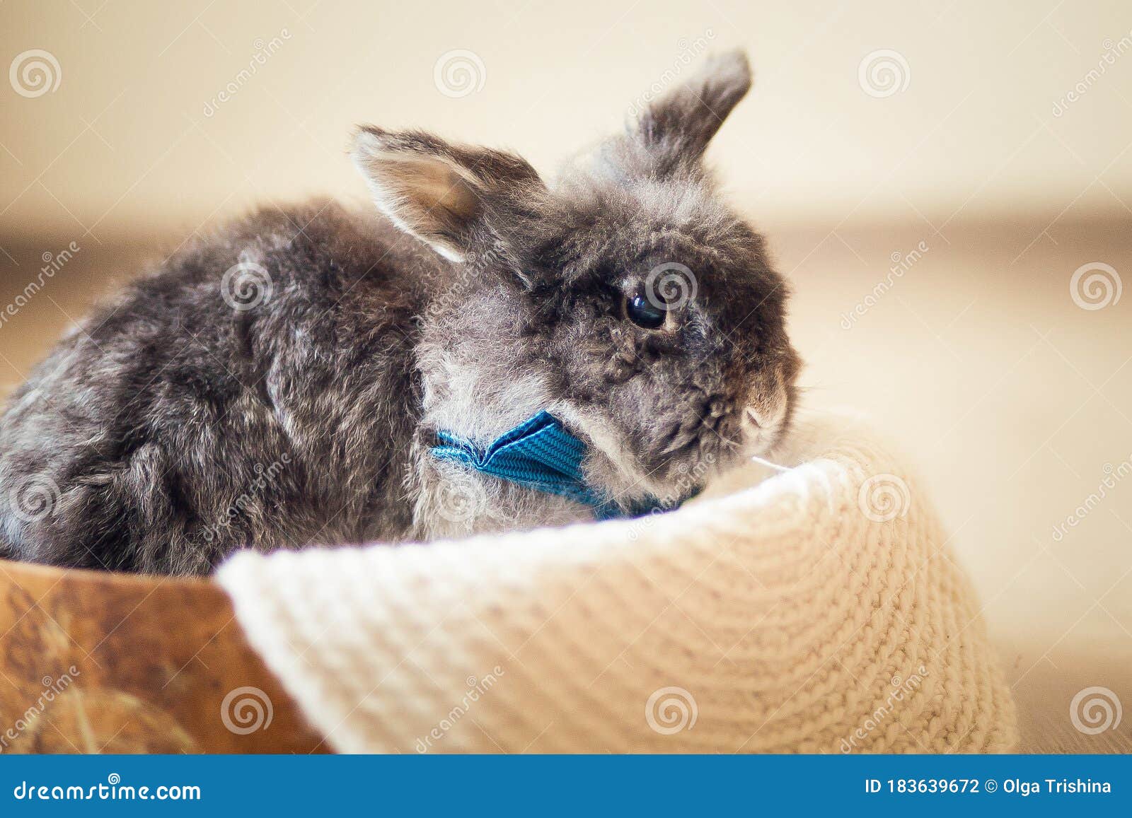 Fluffy Gray Rabbit with Blue Bow Tie Stock Photo - Image of isolated ...