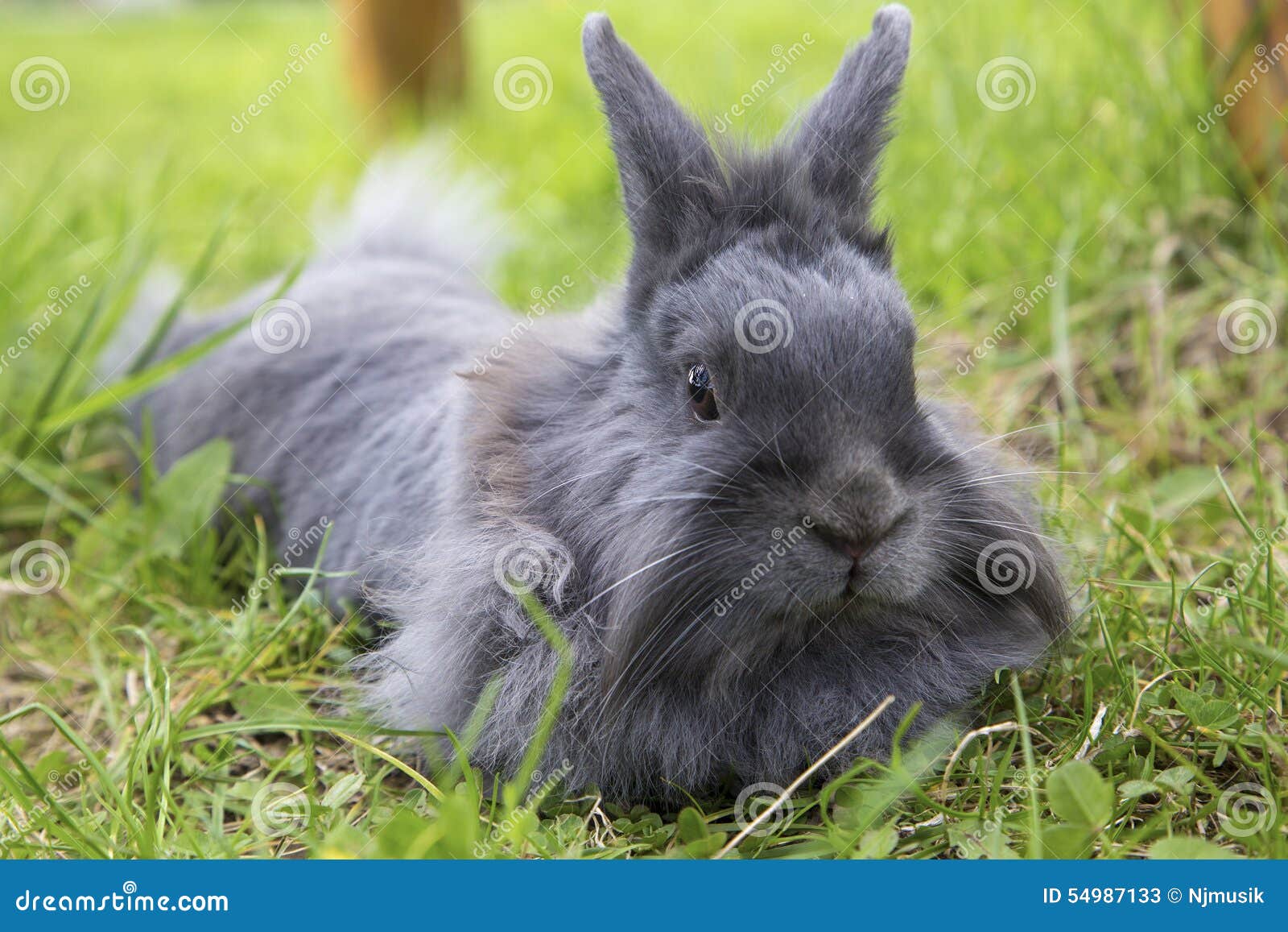 Fluffy gray rabbit stock image. Image of cautious, lawn - 54987133