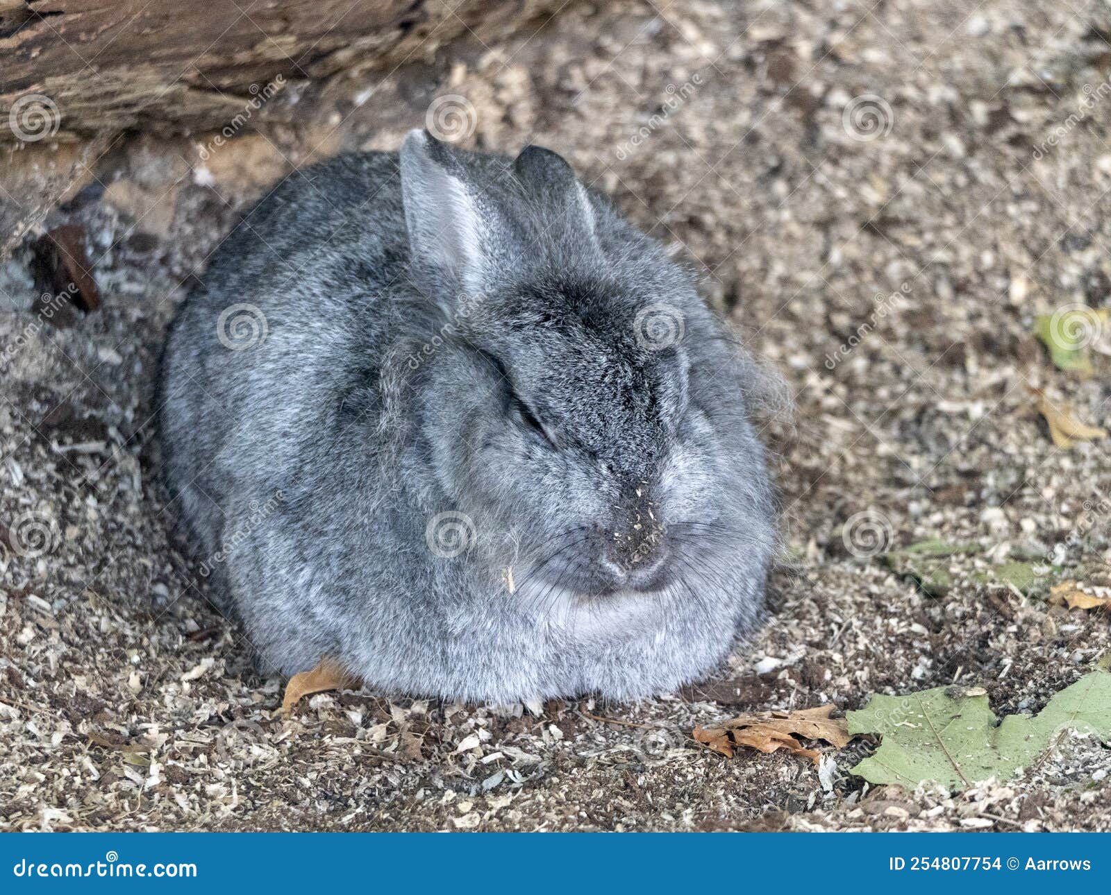 Fluffy Gray Rabbit Resting His Ears Pressed Stock Photo - Image of ...