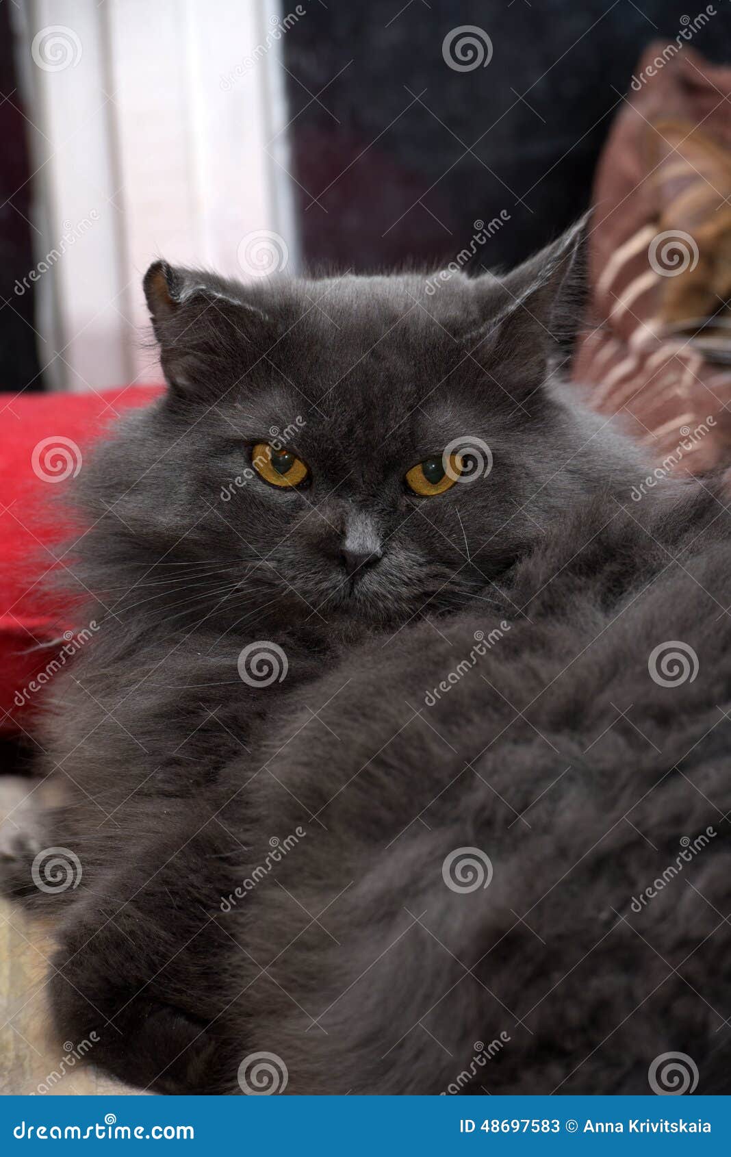 Fluffy gray smoky cat stock image. Image of furry, grey - 48697583