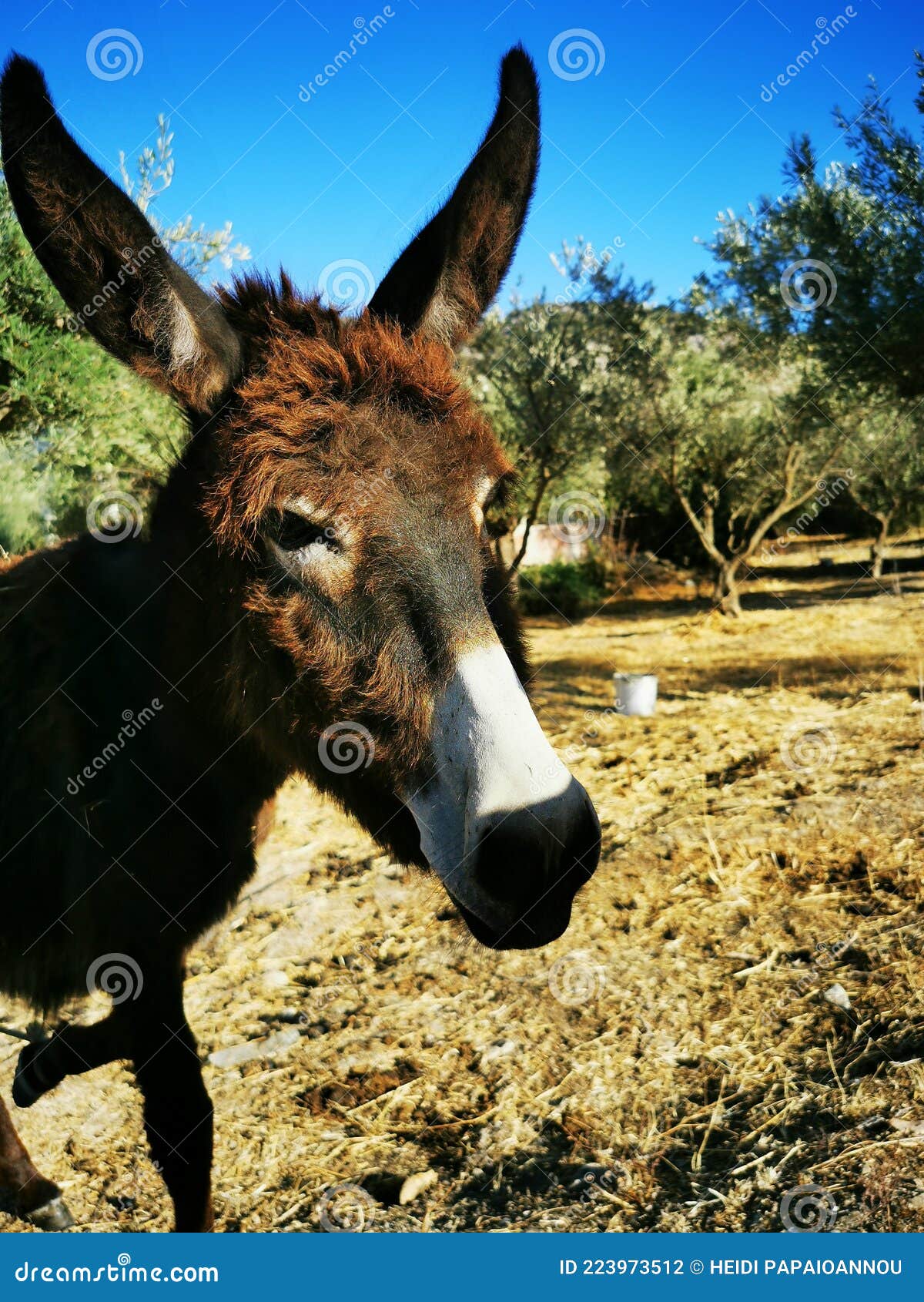 Fluffy Greek Donkey stock photo. Image of fluffy, bovine - 223973512