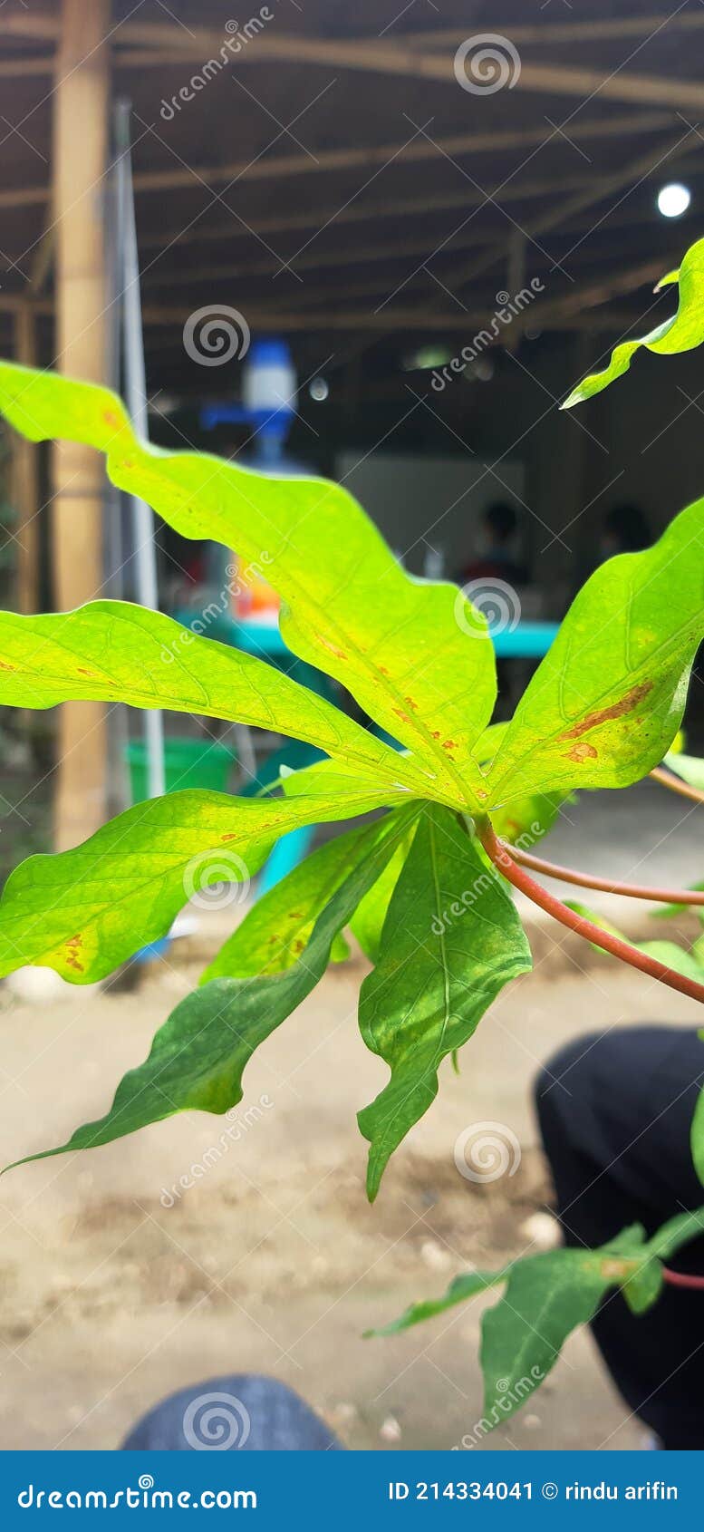 Fluffy Green Leaf Leaves in the House Stock Image - Image of fluffy ...