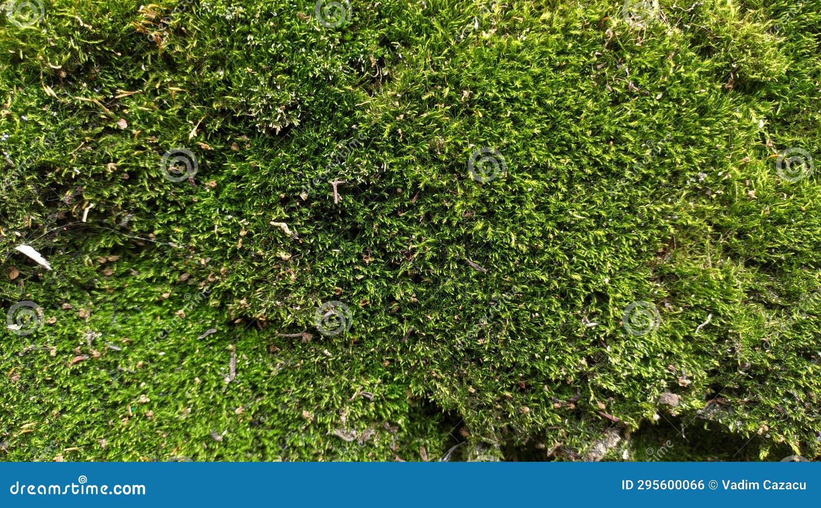 Fluffy Green Moss Growing on the Wall Stock Photo - Image of natural ...