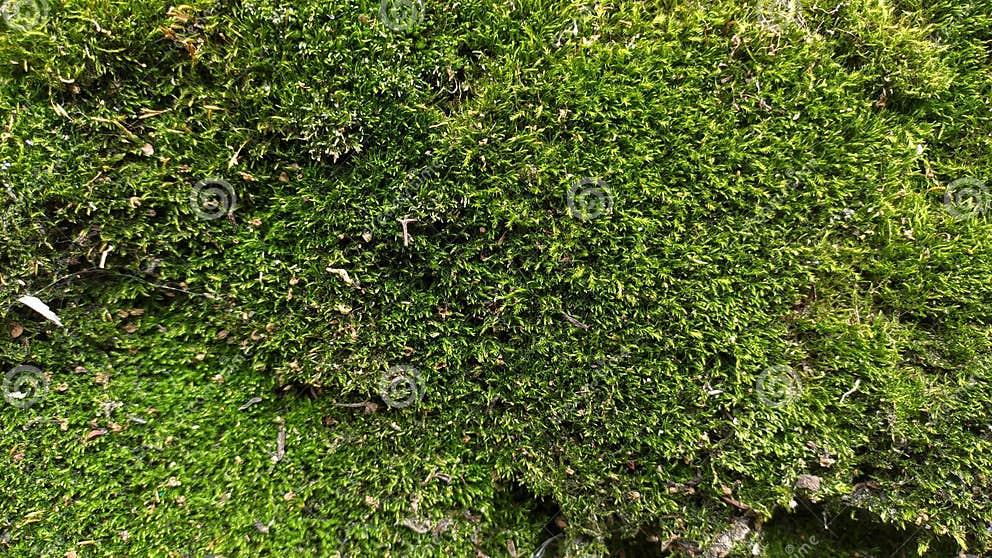 Fluffy Green Moss Growing on the Wall Stock Photo - Image of natural ...