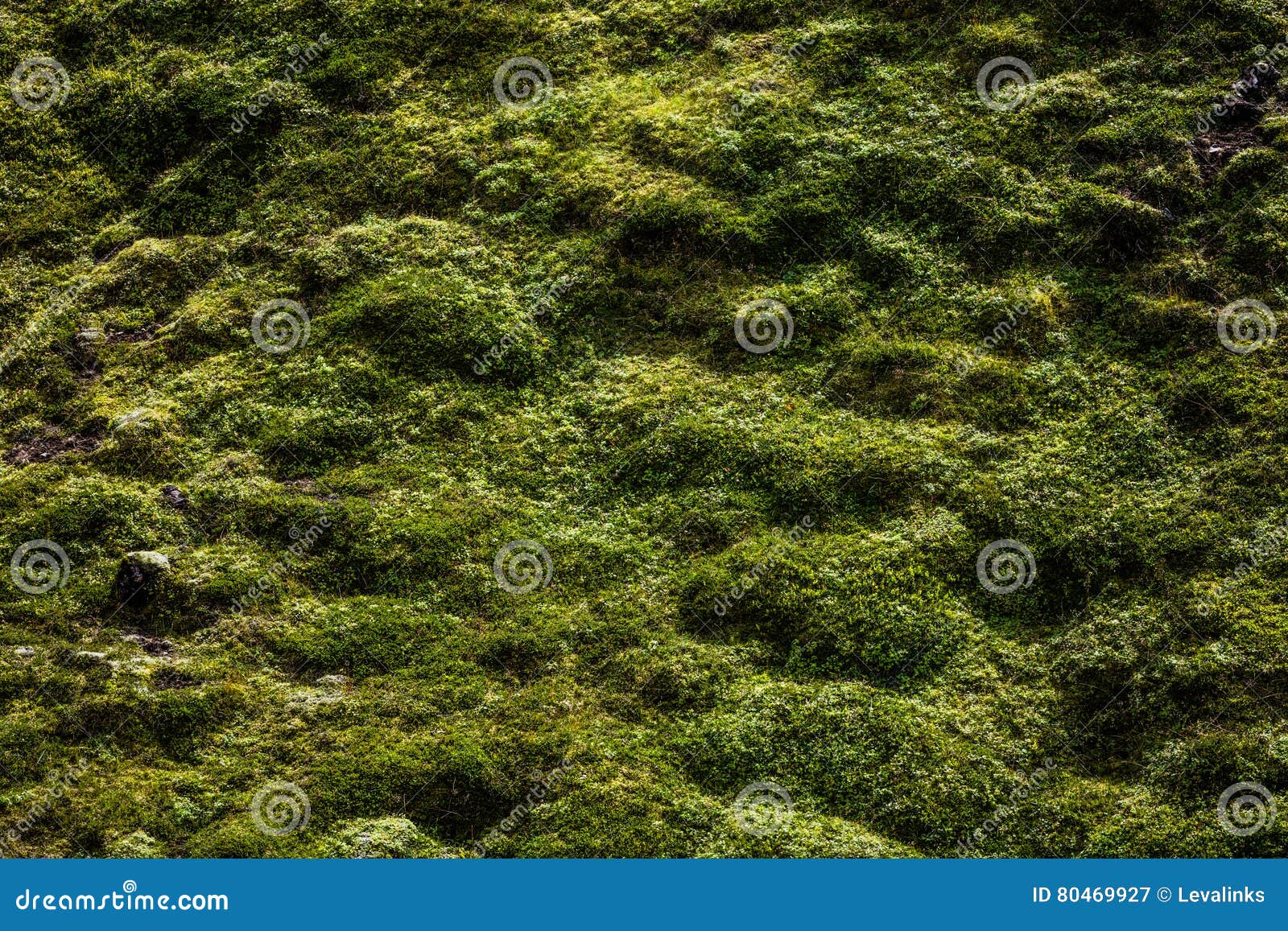 Fluffy Green Moss in Iceland Stock Image - Image of park, land: 80469927