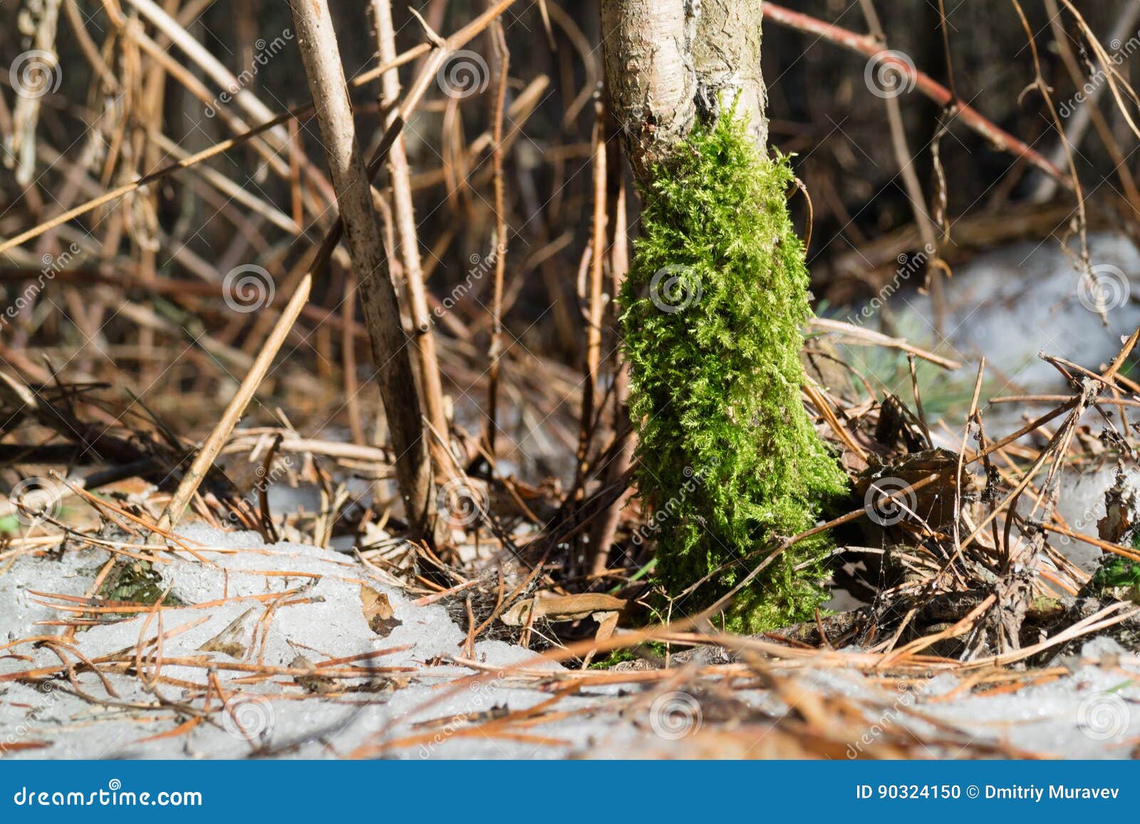 Fluffy Green Moss in the Winter Stock Photo - Image of color, natural ...