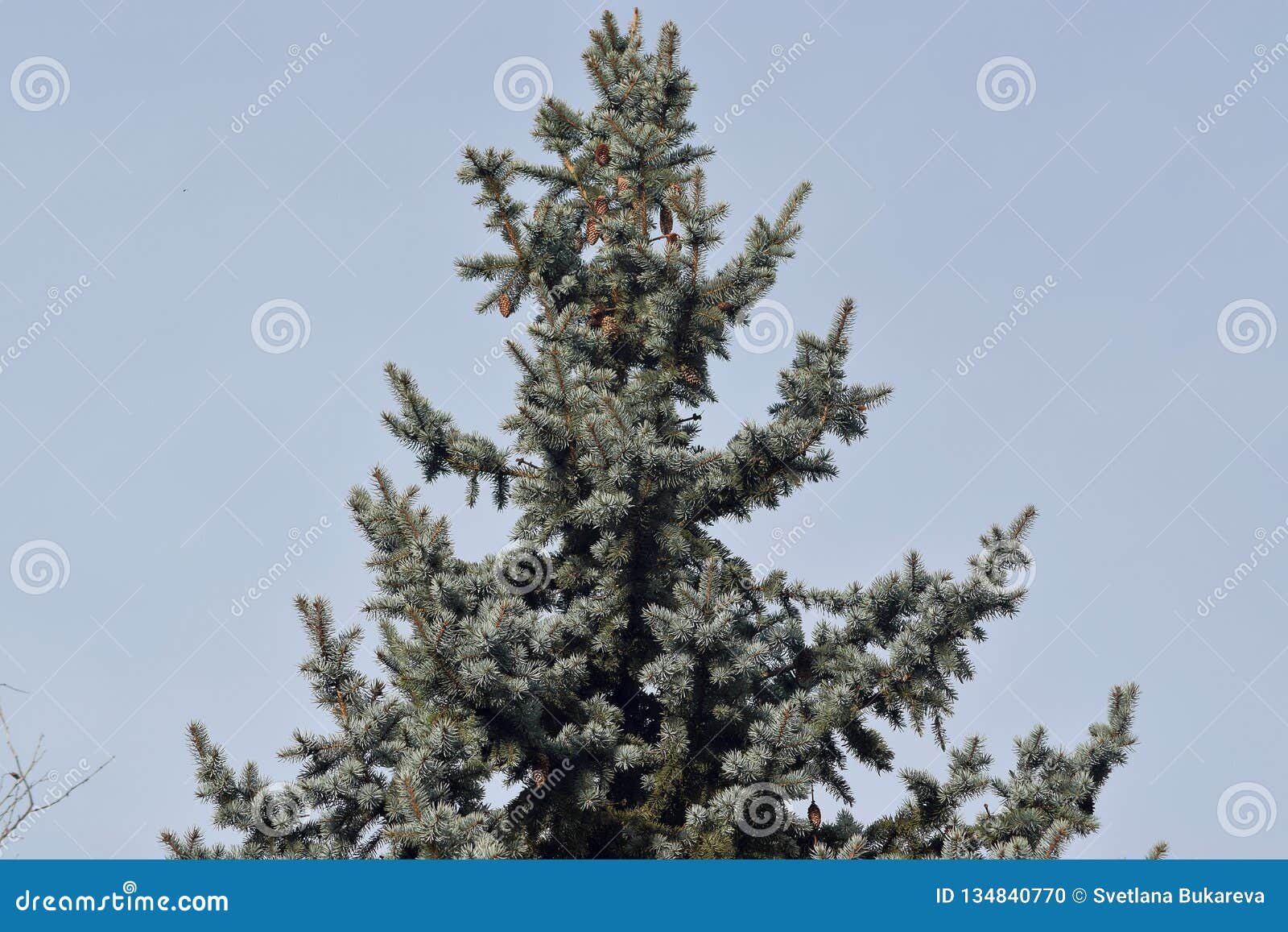 Fluffy Green Tree with Cones on Top. Stock Photo - Image of christmas ...