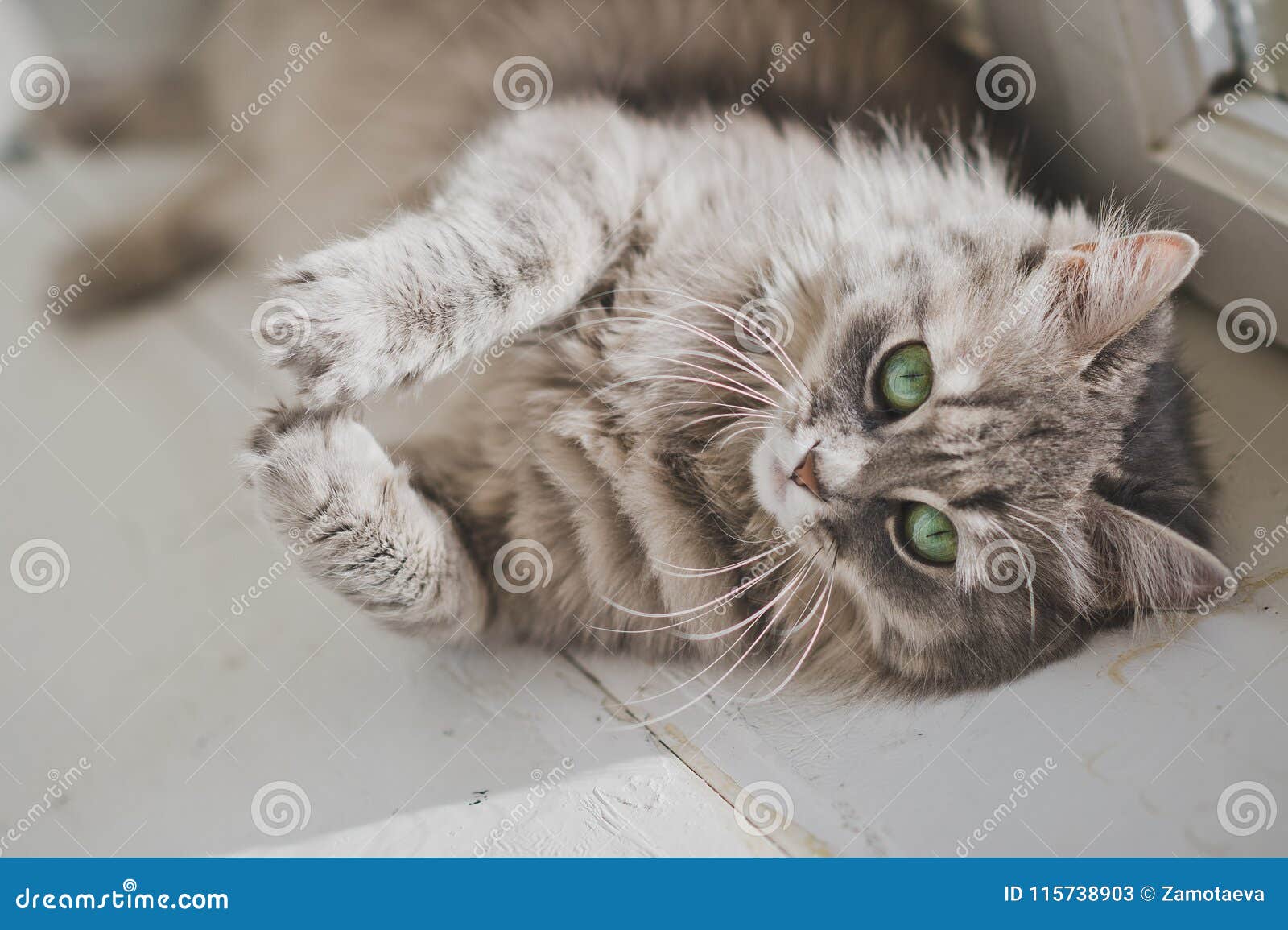 Fluffy Grey Cat Playing in the Sun 1169. Stock Image - Image of pretty ...