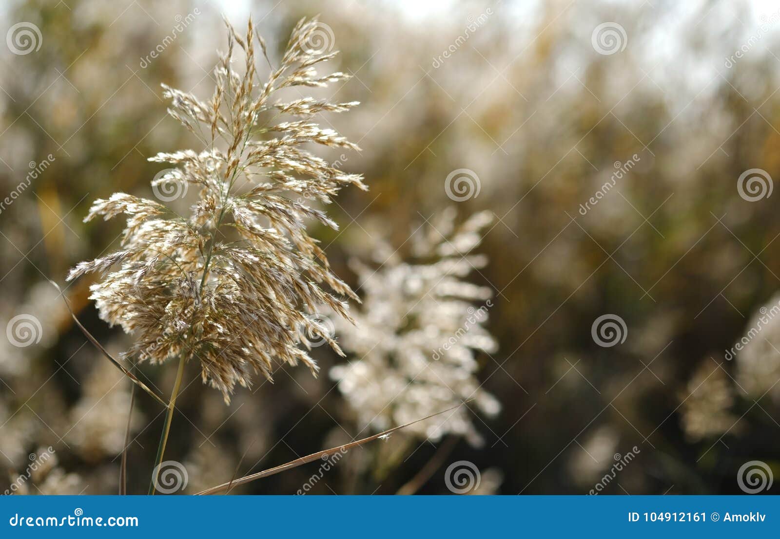 Fluffy Grey Grass in the Field Stock Image - Image of beige, field ...