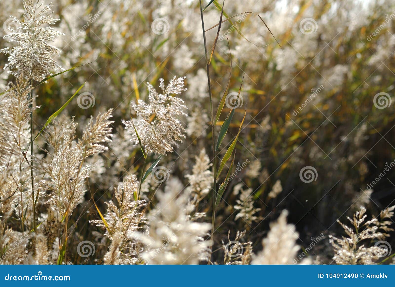 Fluffy Grey Grass in the Field Stock Photo - Image of outdoors, fluffy ...