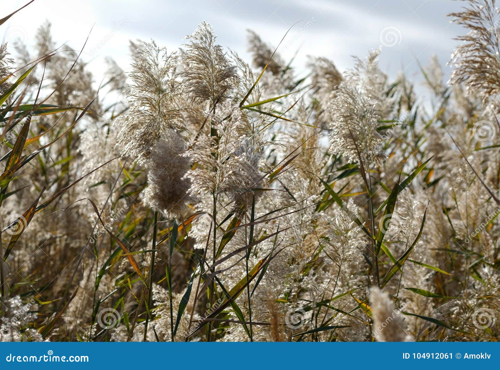 Grey Grass-snake Royalty-Free Stock Photography | CartoonDealer.com ...