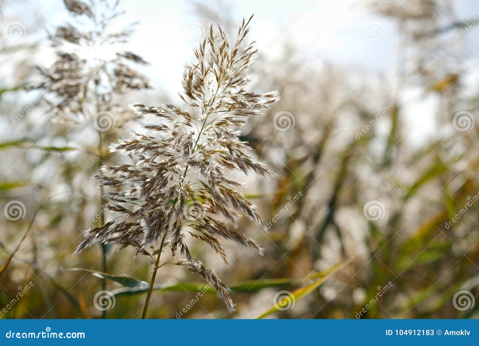 Grey Grass-snake Royalty-Free Stock Photography | CartoonDealer.com ...